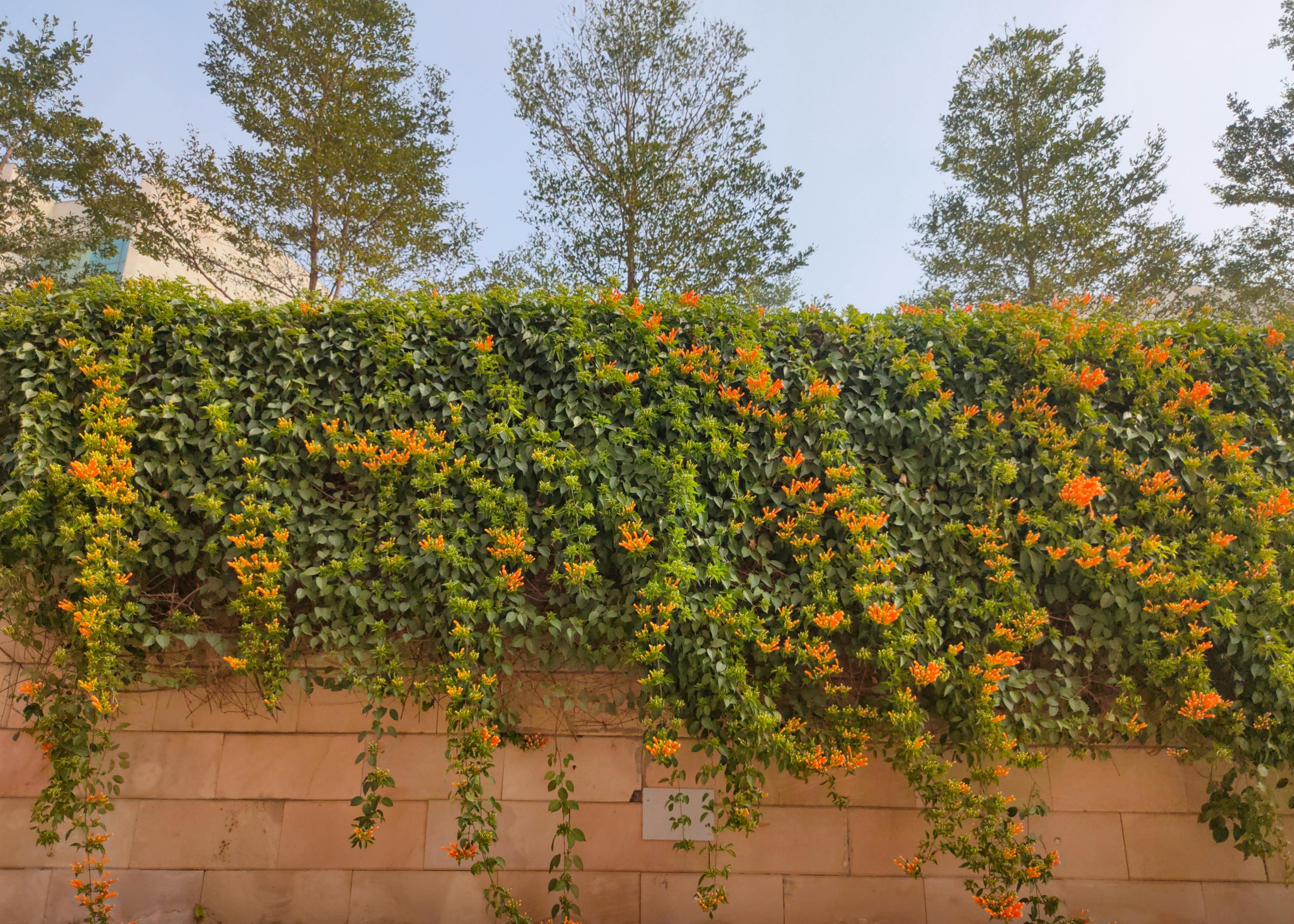 Sukhpal Gharu - 사진