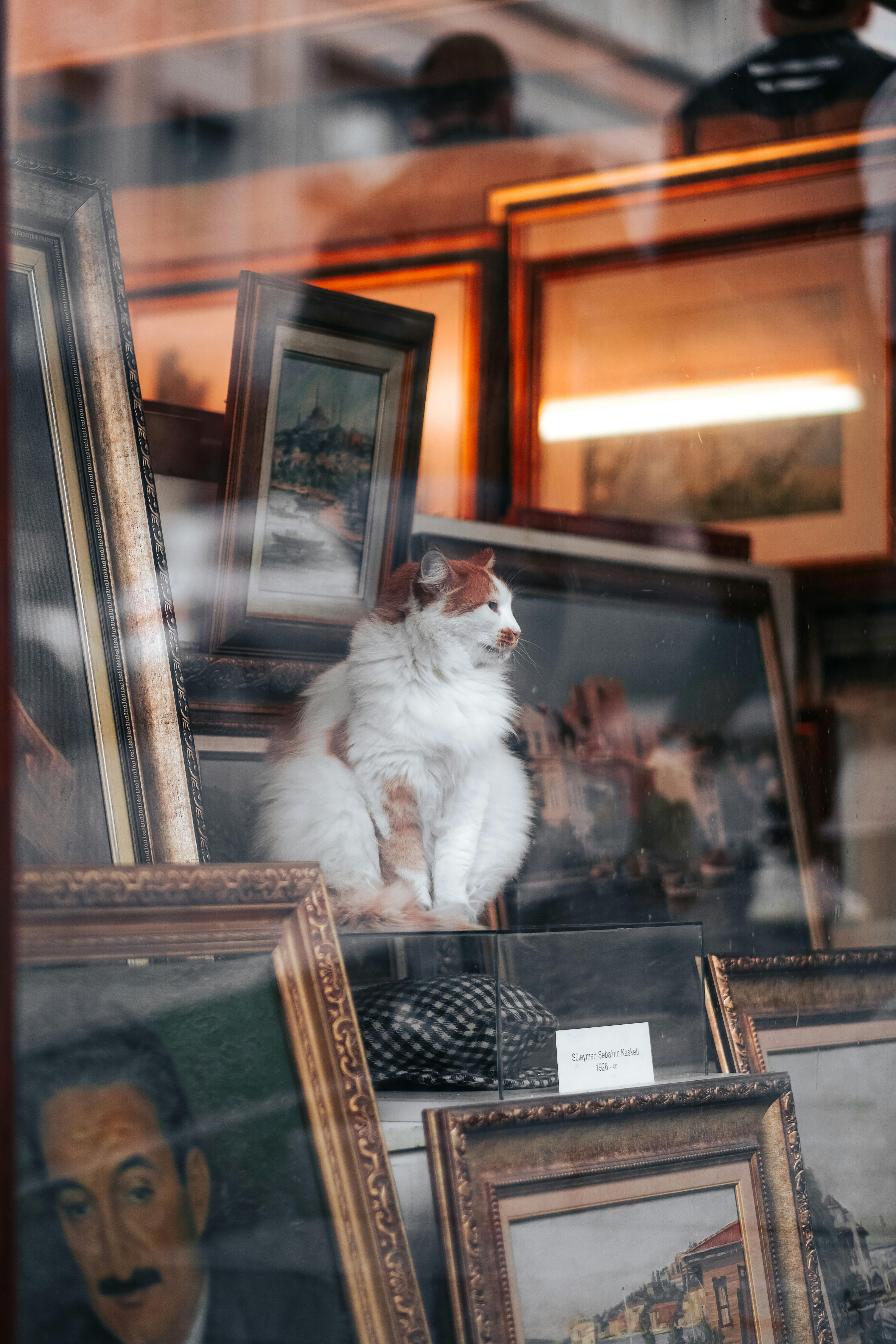 Cat Behind a Store Window · Free Stock Photo