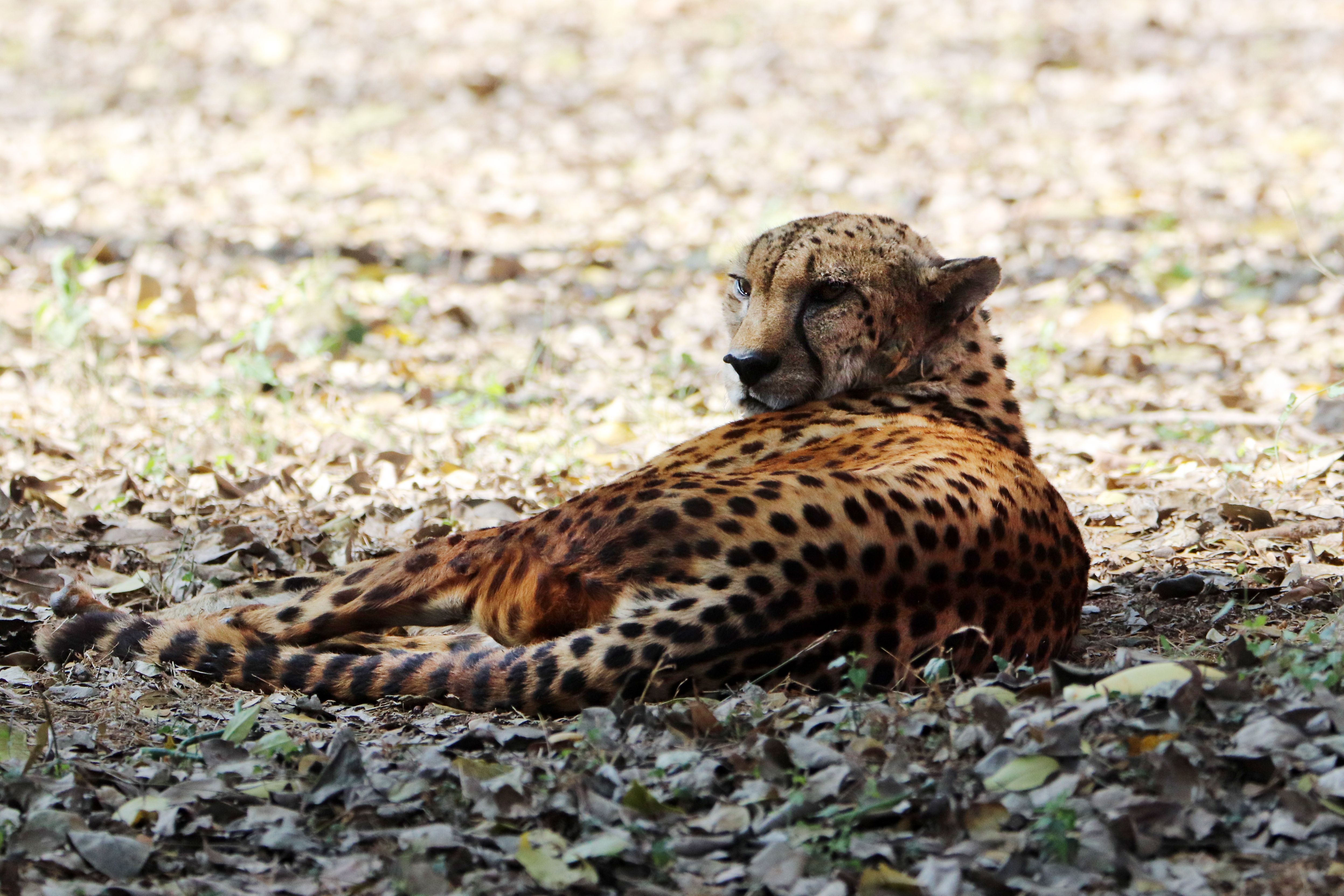 Photo of Three Cheetahs Sitting · Free Stock Photo
