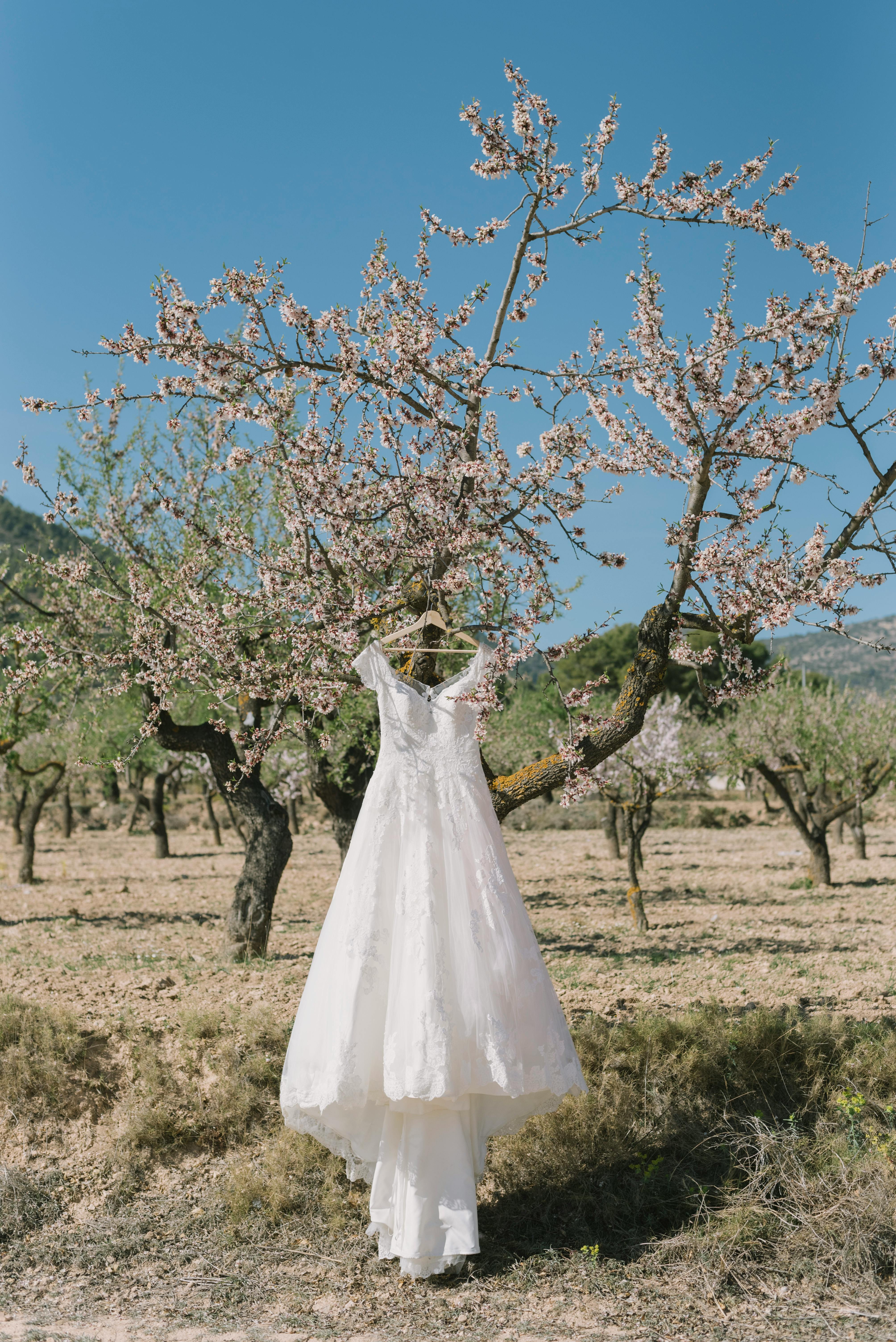 Wedding Dress Hanging on a Cherry Tree in Blossom · Free Stock Photo