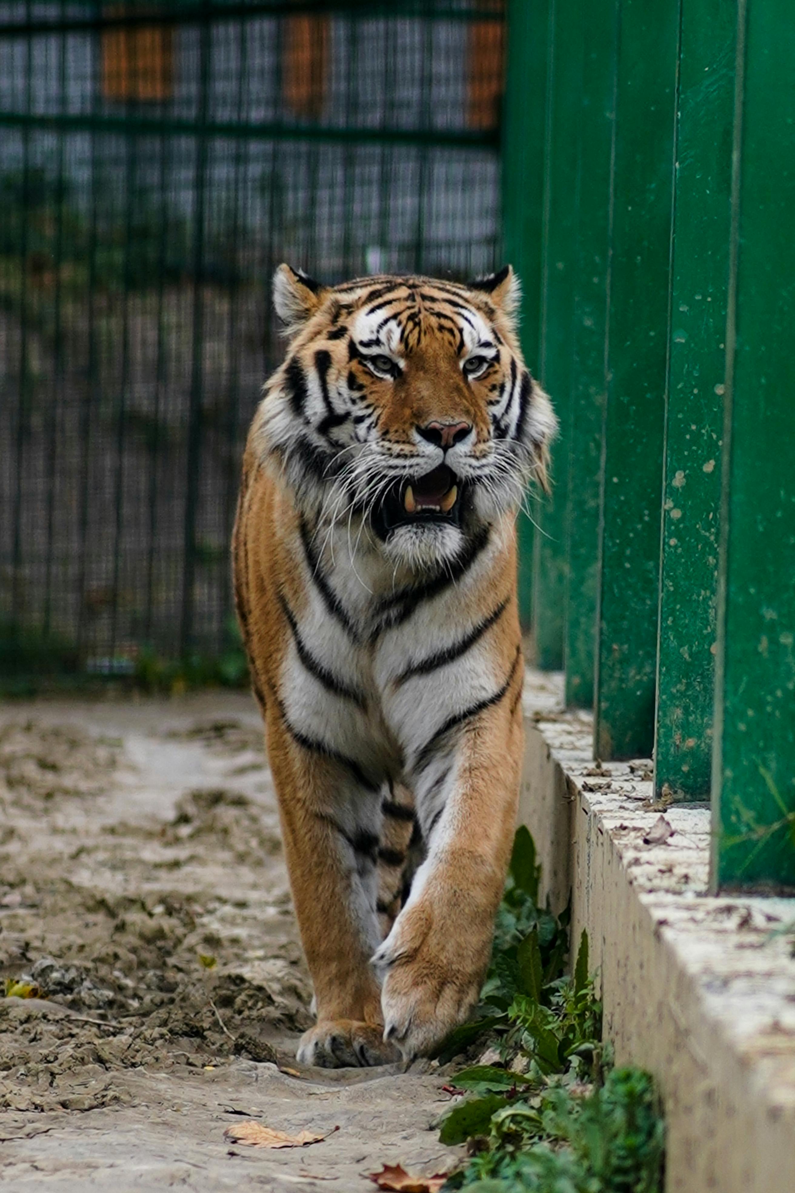 Photo of Tiger walking Near Metal Fence · Free Stock Photo