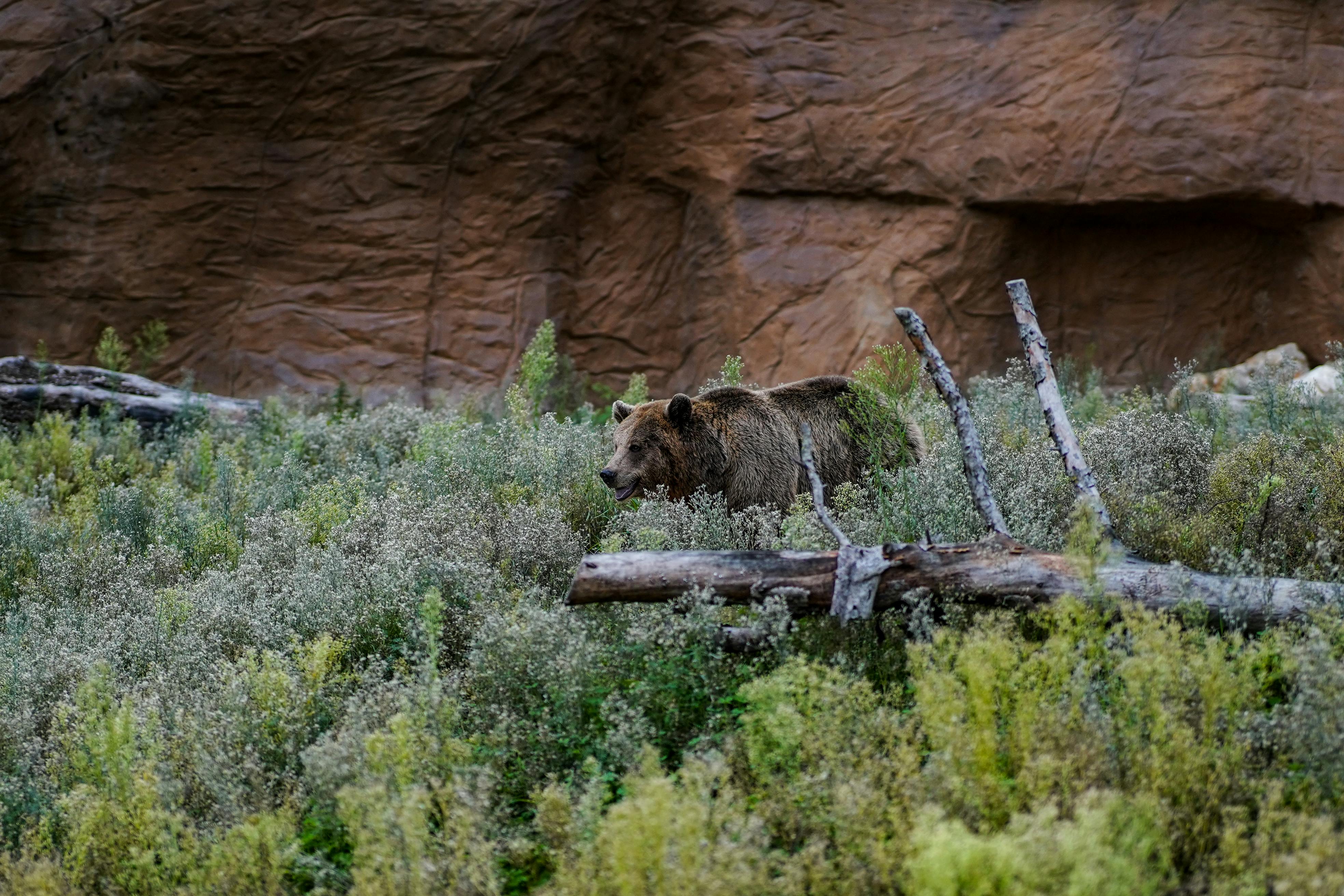 Brown Bear on Green Grass Field · Free Stock Photo