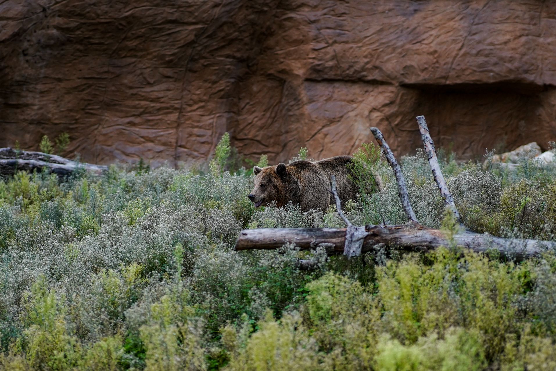 Discover Alaska's Amazing Animals at Alaskan Wildlife Center
