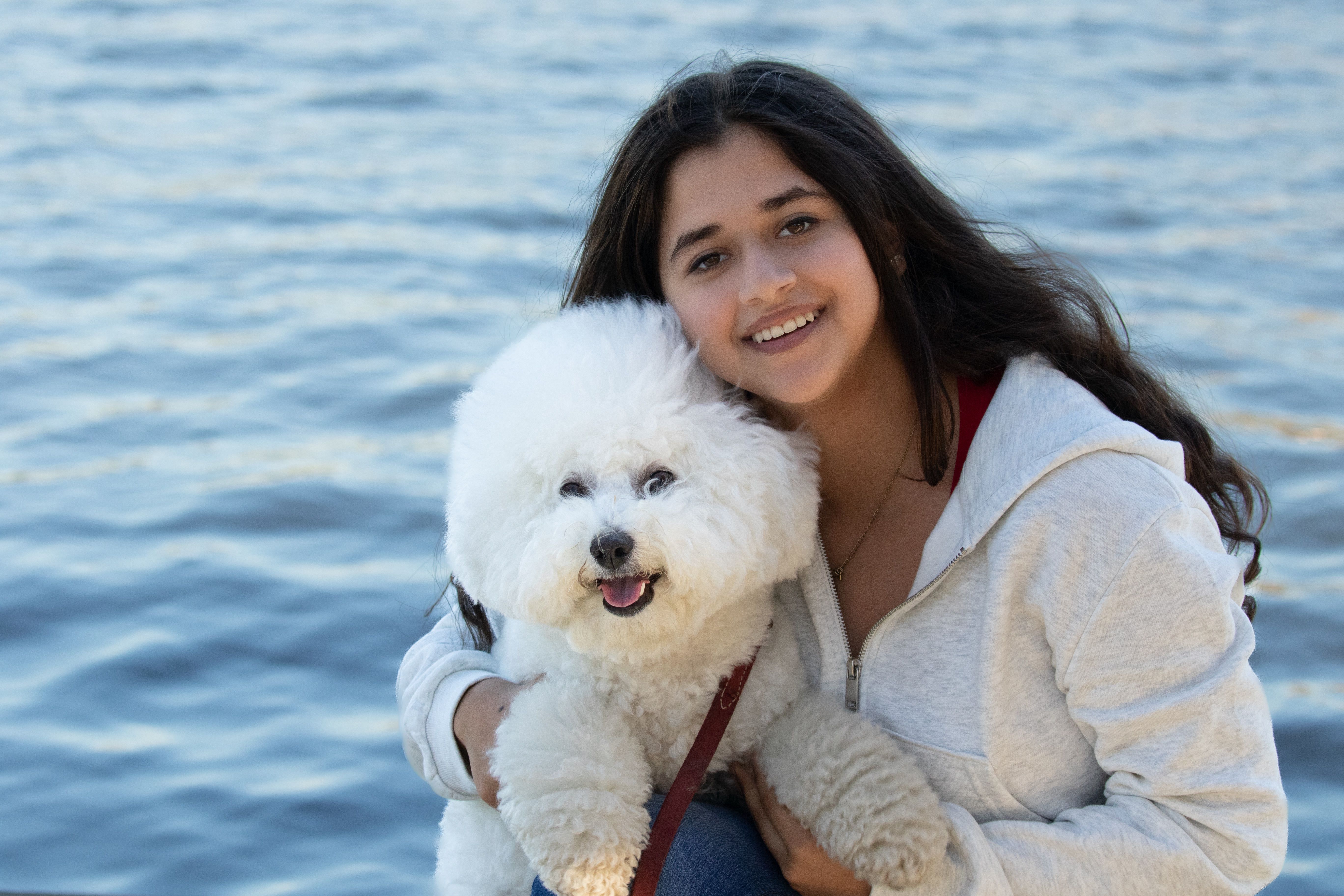 Fluffy Bichon Frise Free Stock Photo