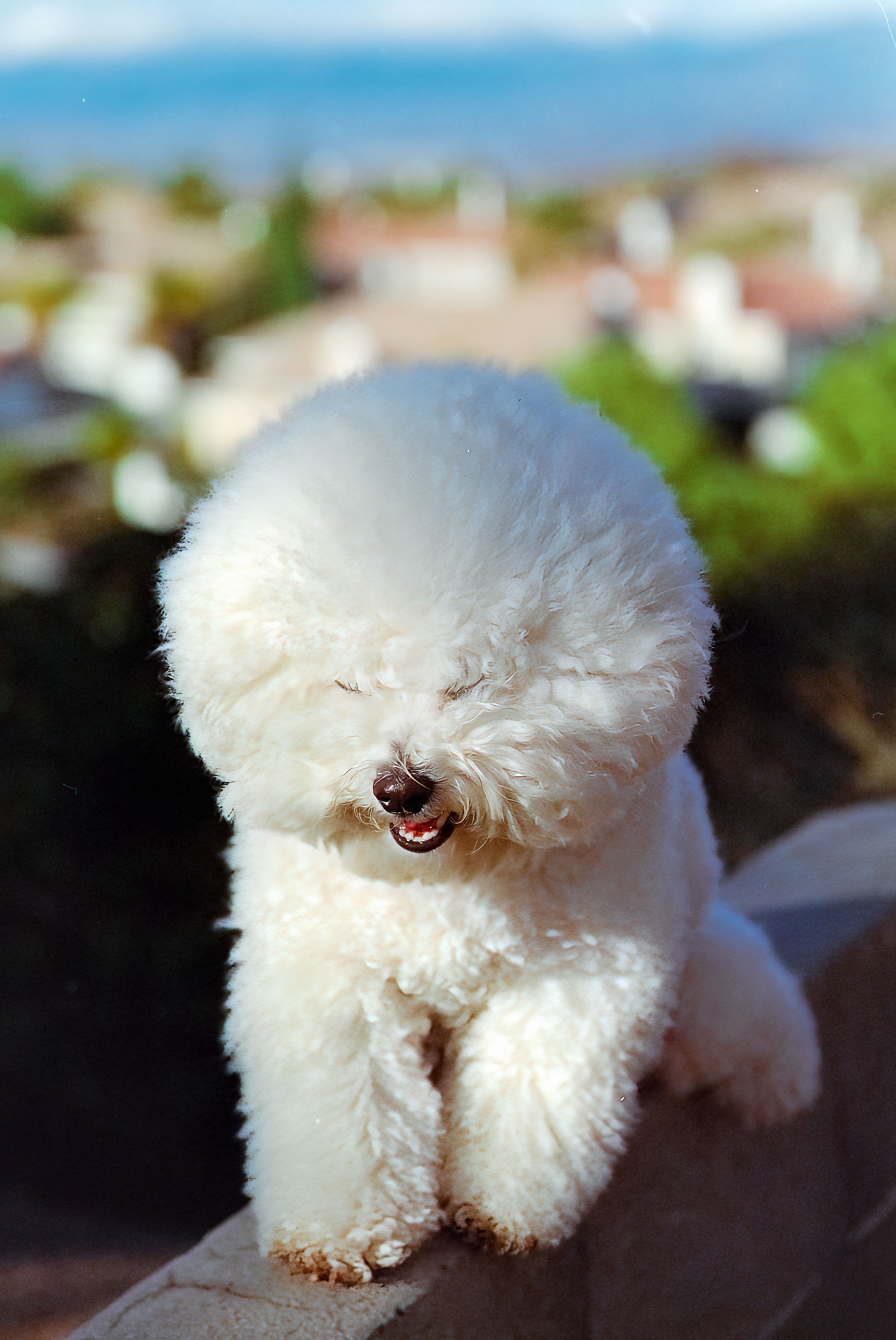 Fluffy Bichon Frise Free Stock Photo