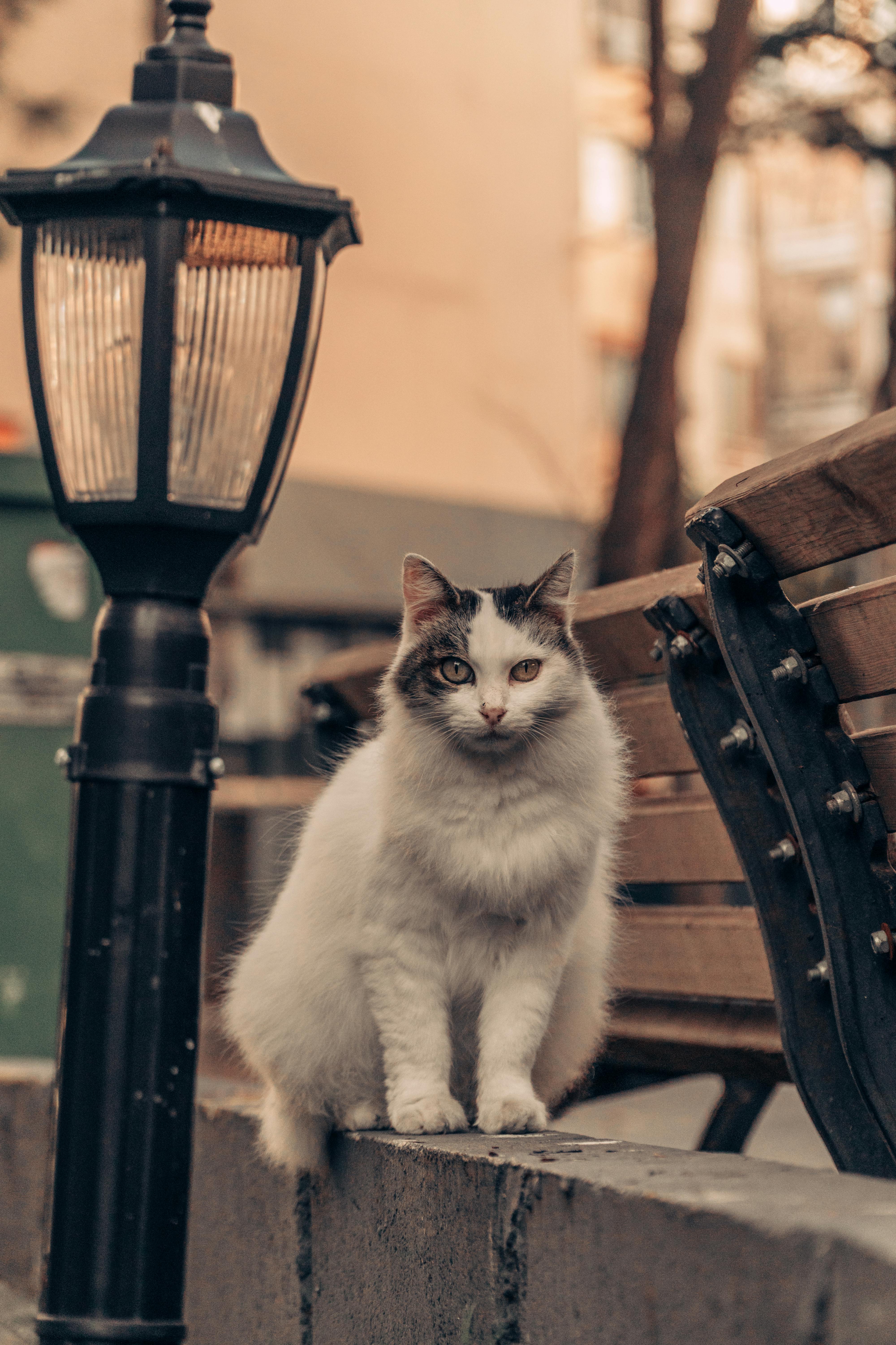 Fluffy Cat in City · Free Stock Photo