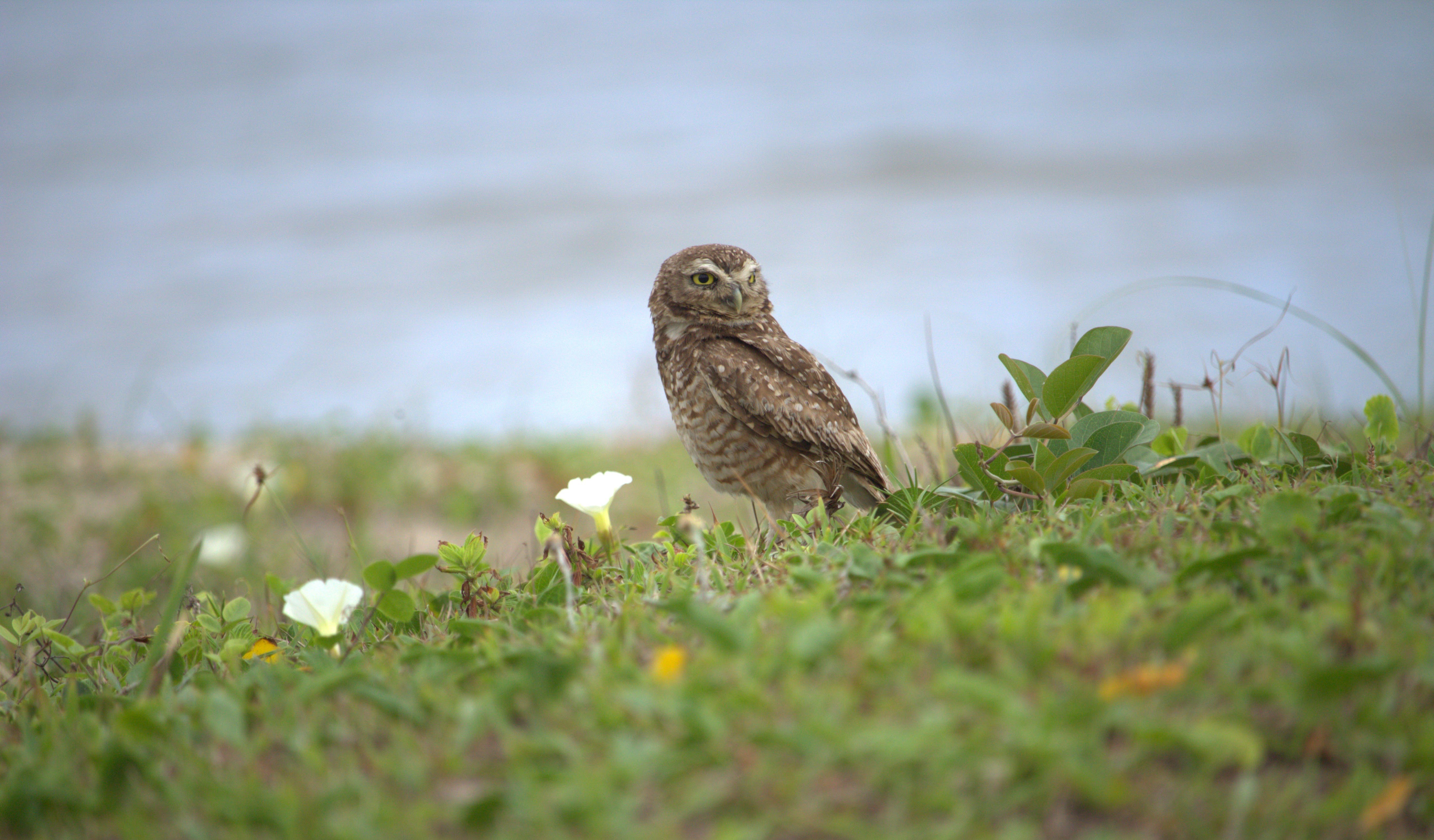 Owl on Grass · Free Stock Photo