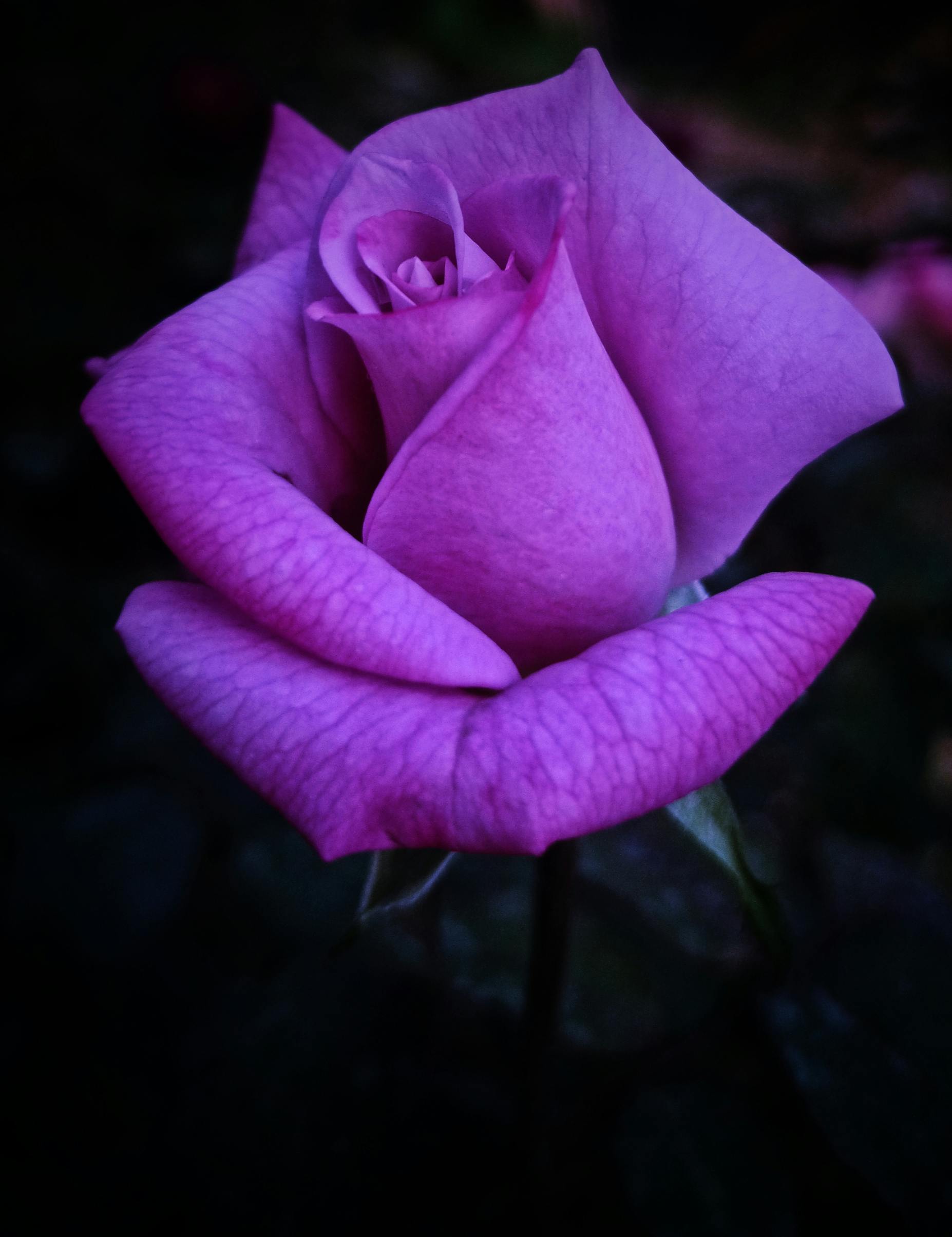 Pranav Mishra - Fotografía