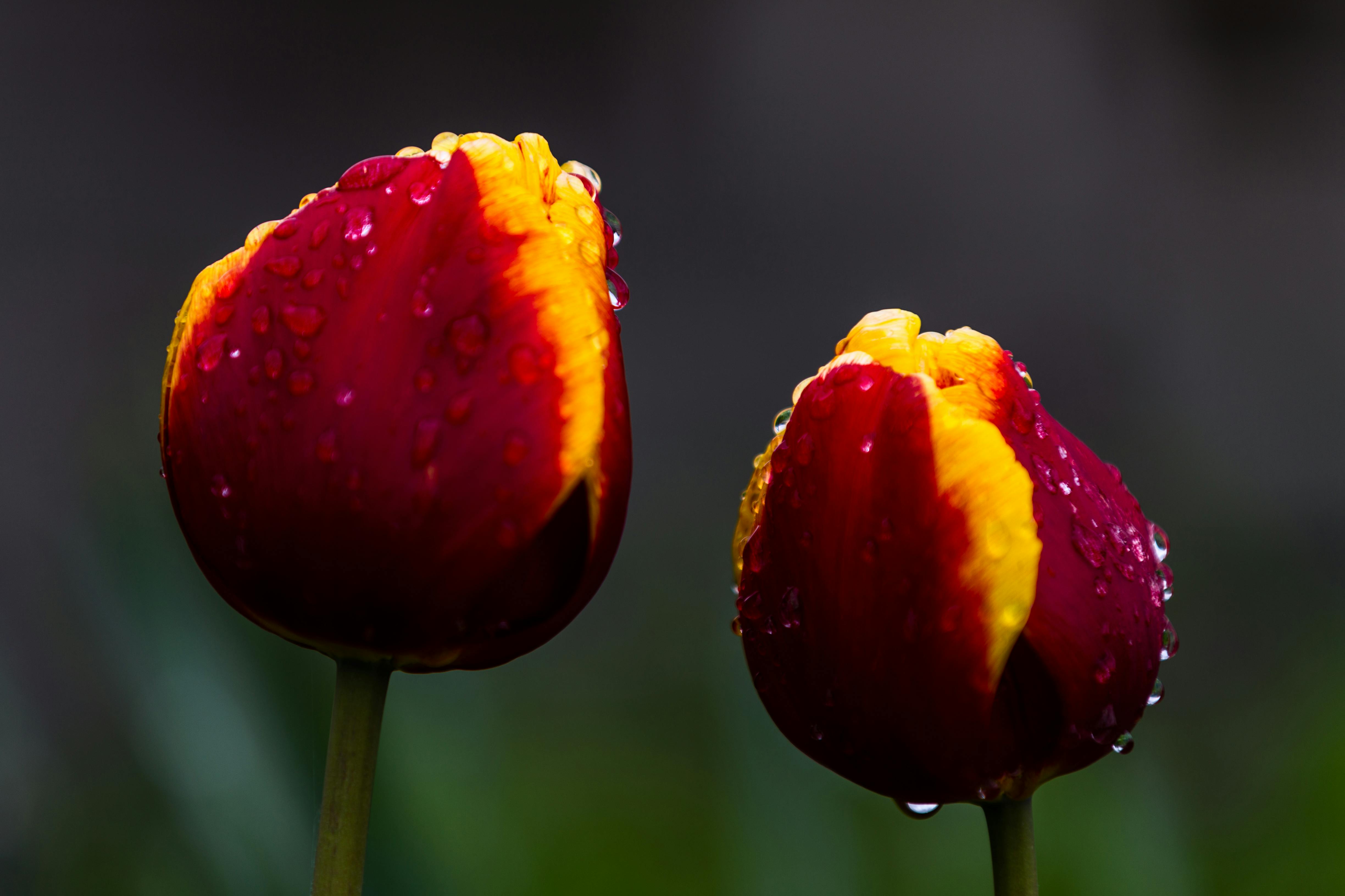 Botanical Tin Photos, Download Free Botanical Tin Stock Photos & HD Images
