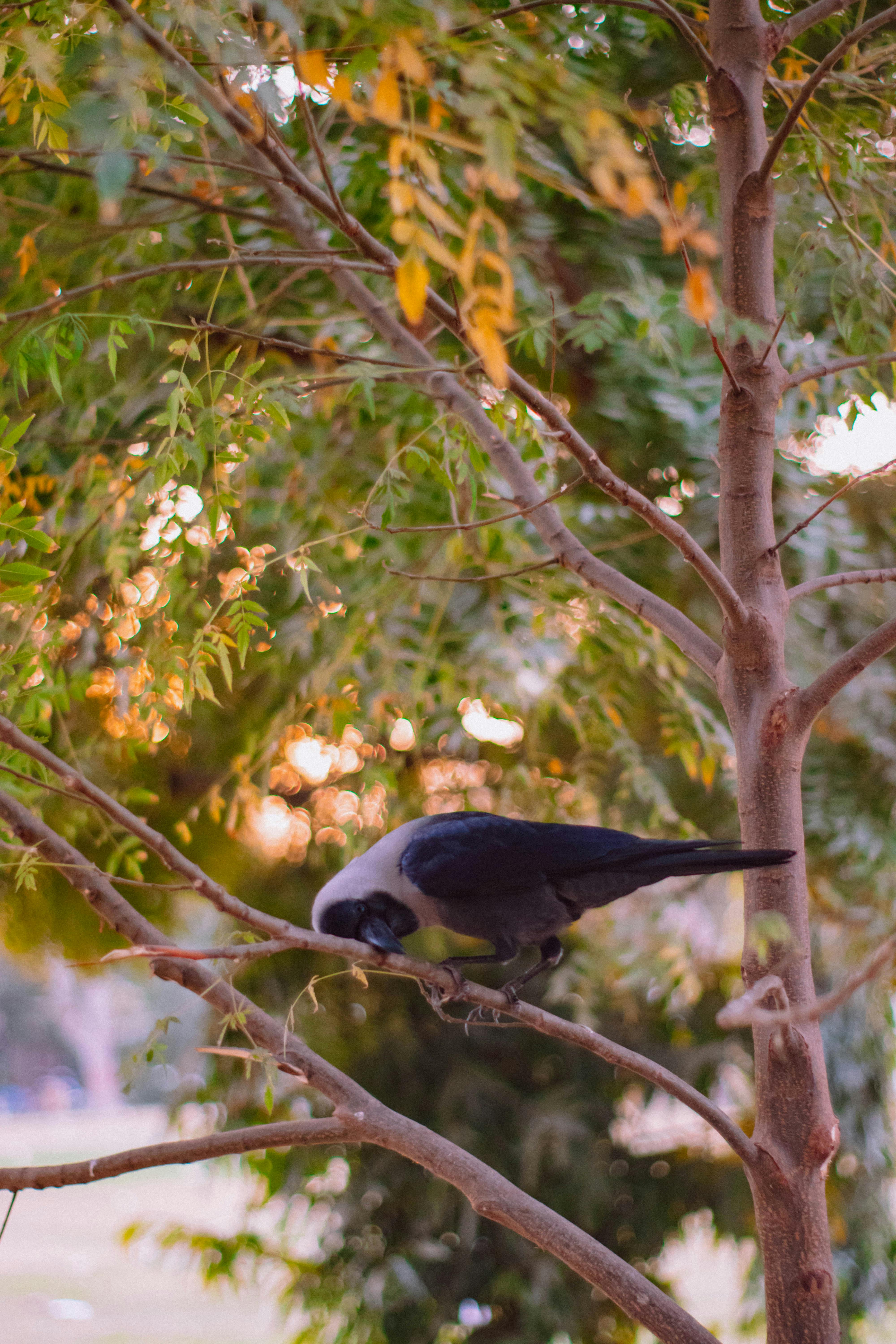 A Bird on a Tree Branch · Free Stock Photo