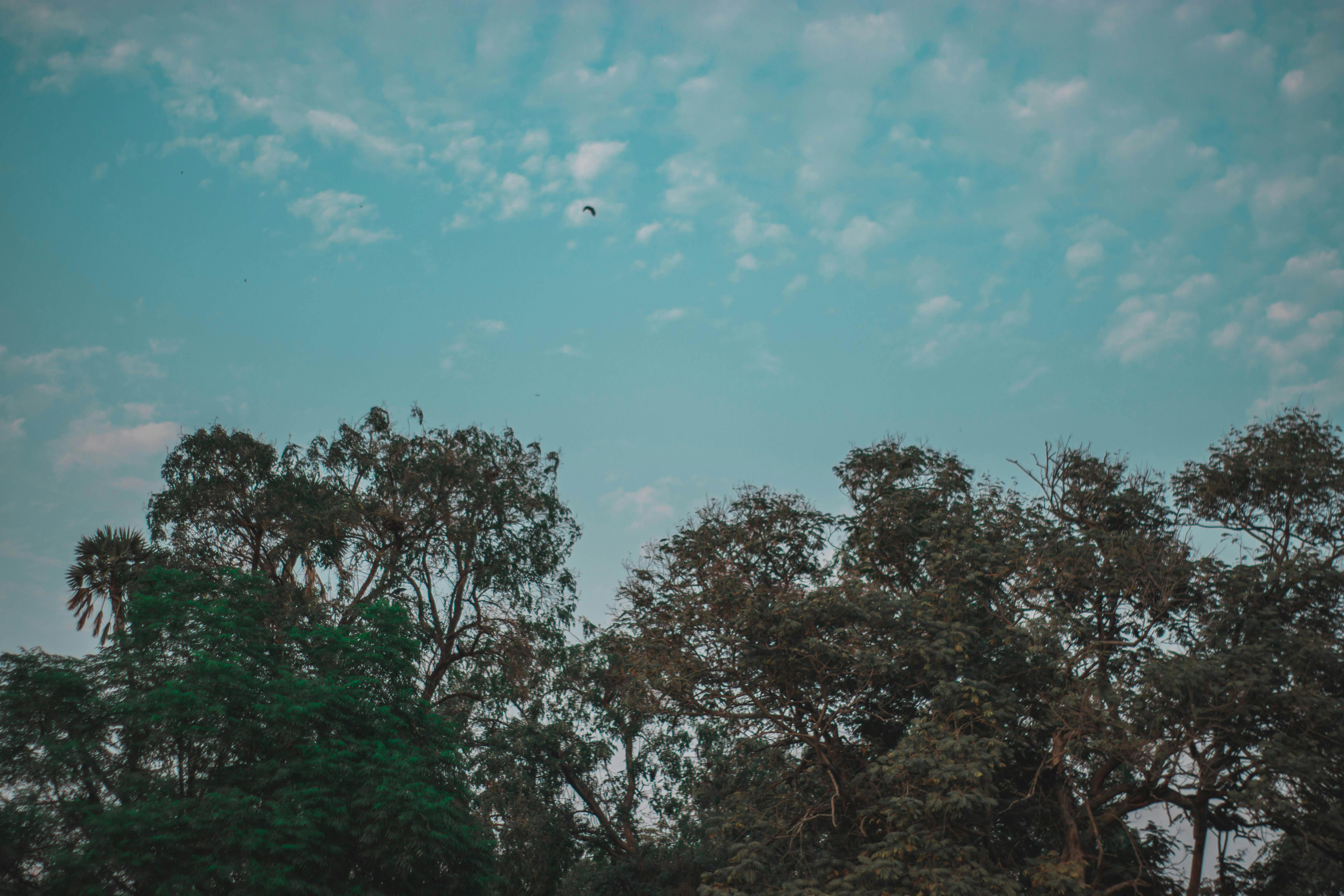 Beautiful Green Trees Under Blue Sky · Free Stock Photo