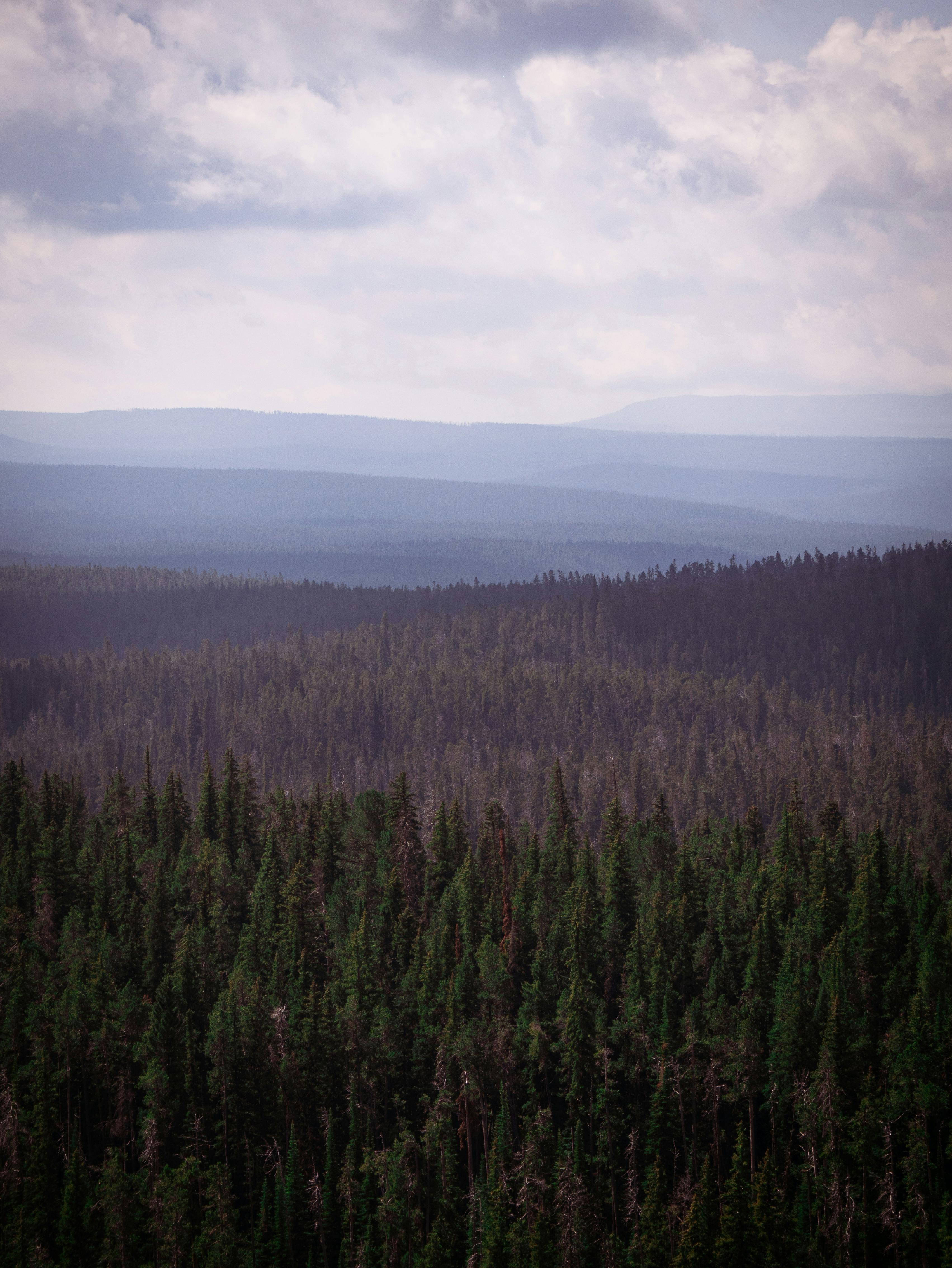 An Aerial Shot of a Forestland · Free Stock Photo