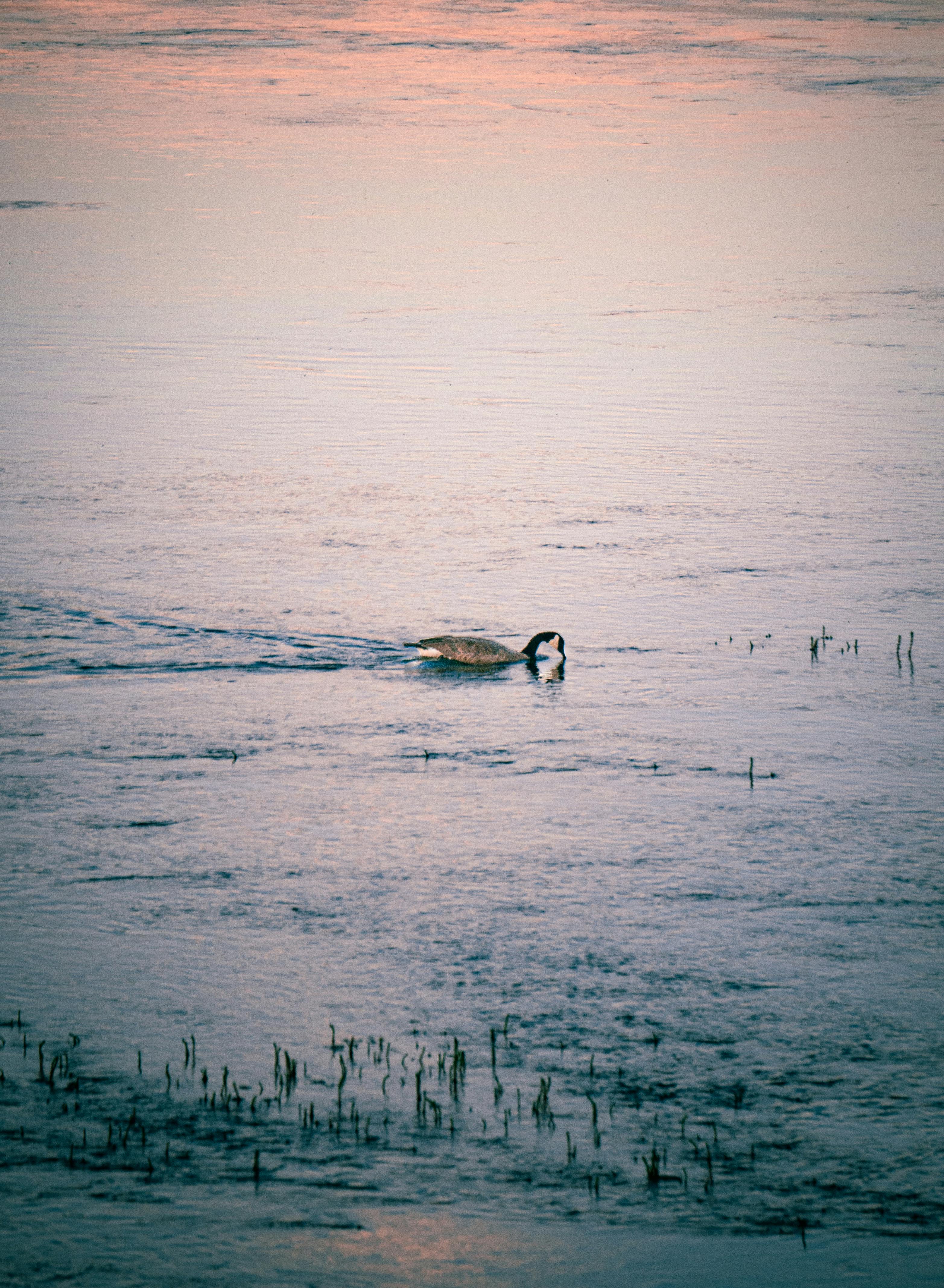 A Swan in the Water · Free Stock Photo