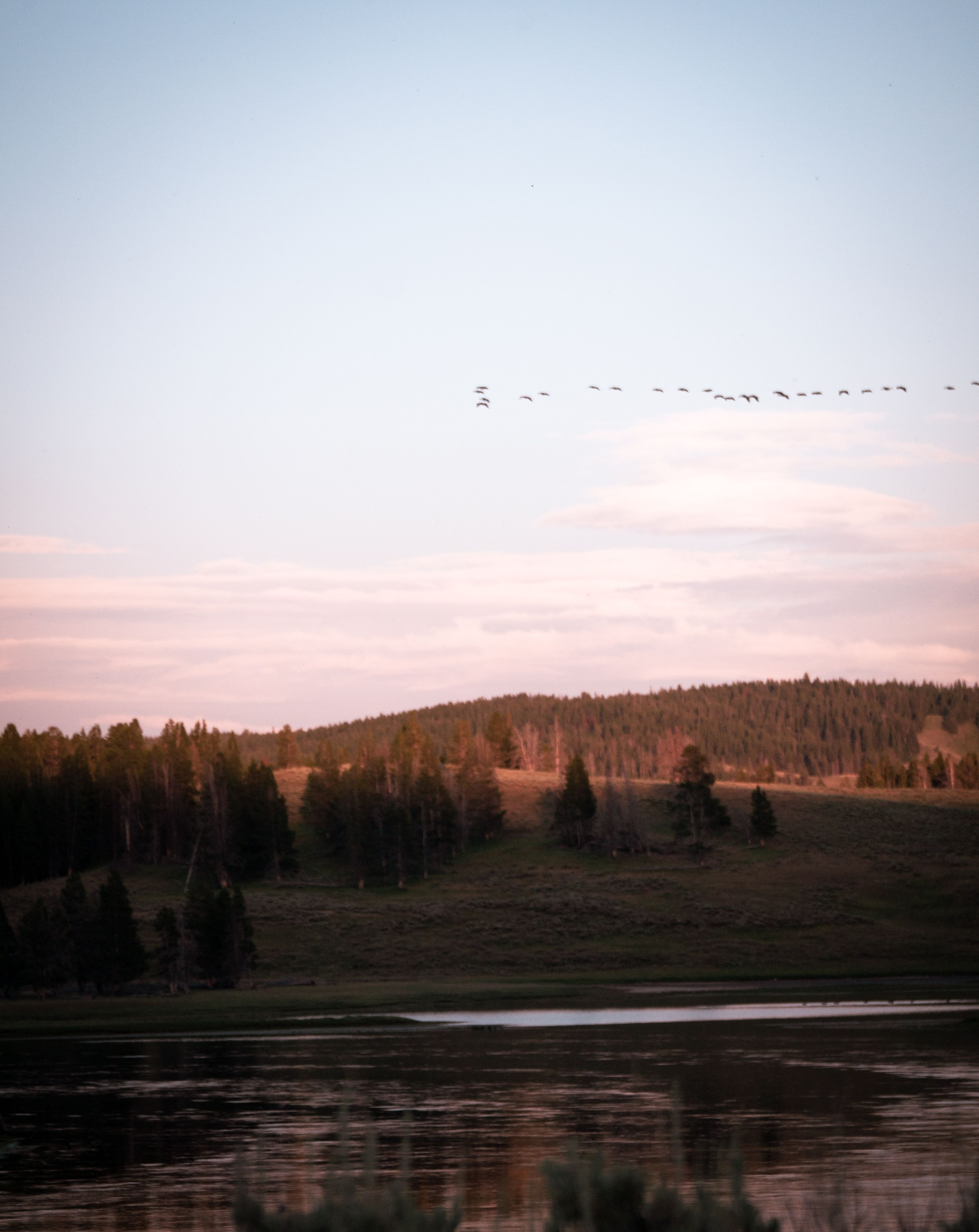 Forest With Flying Birds Photos, Download The BEST Free Forest With ...