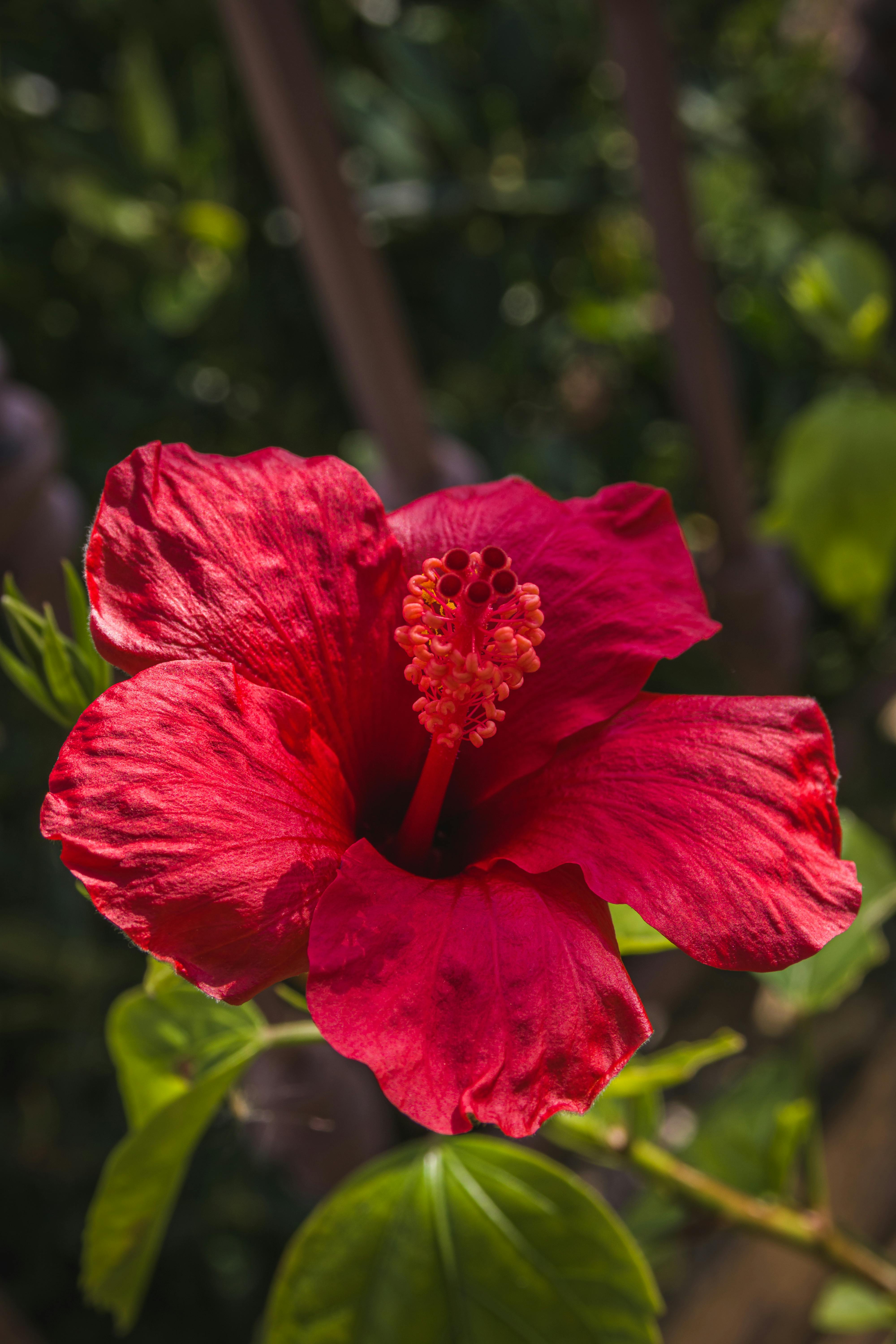 A Hibiscus Flower in Bloom · Free Stock Photo