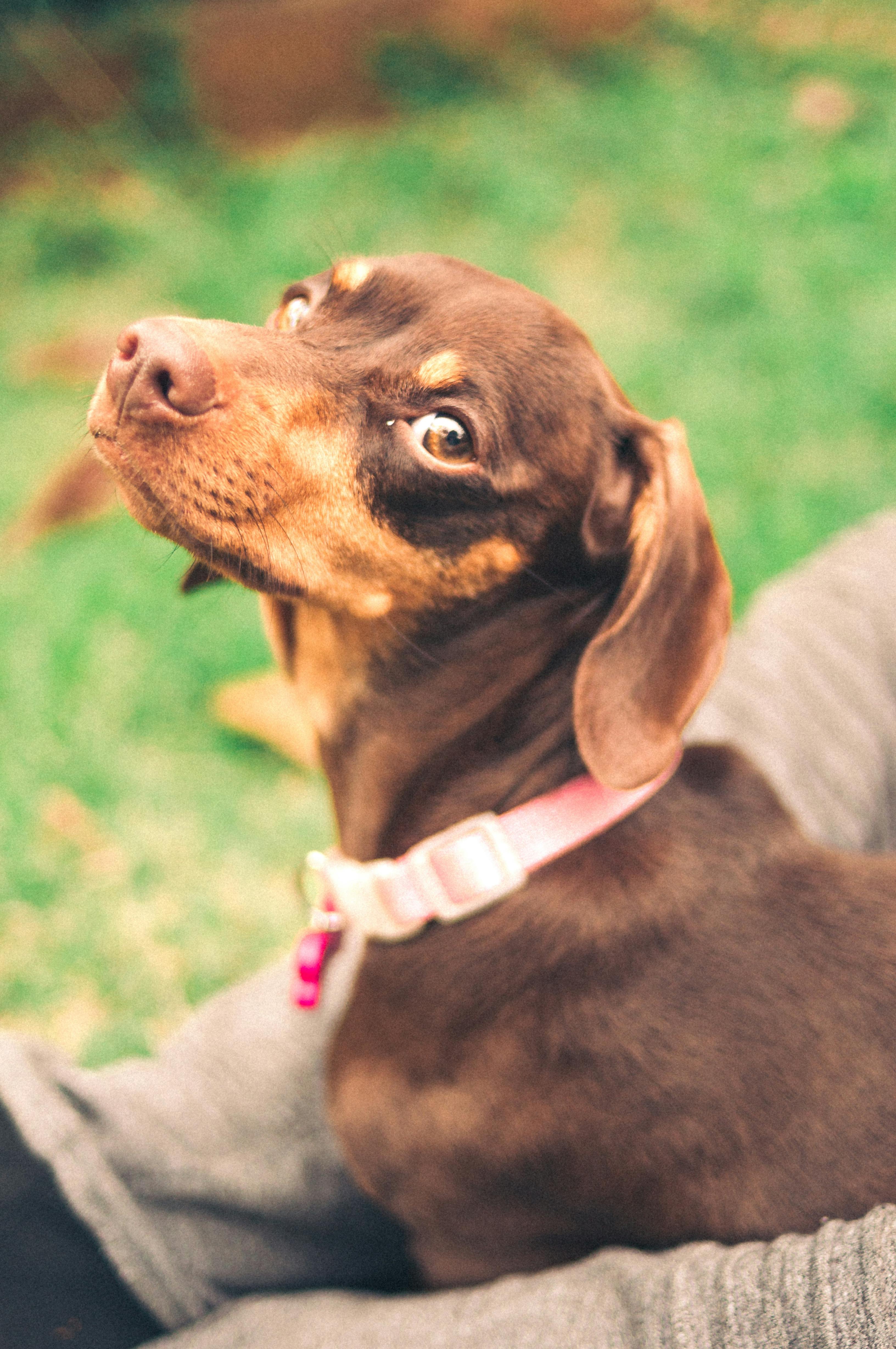 Cute Capal Photos, Download Free Cute Capal Stock Photos & HD Images