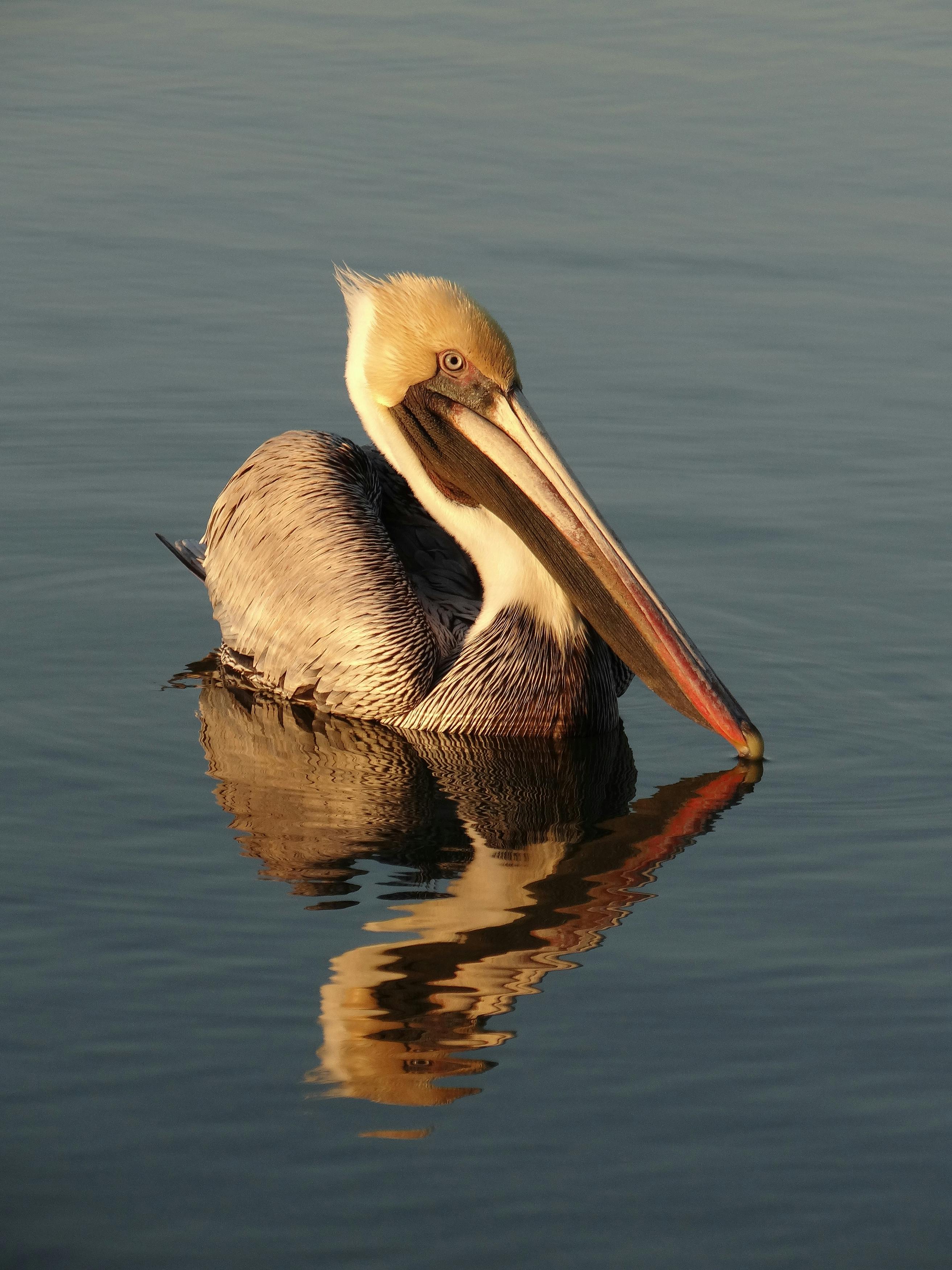 Close-Up Photo of Eastern Brown Pelican · Free Stock Photo