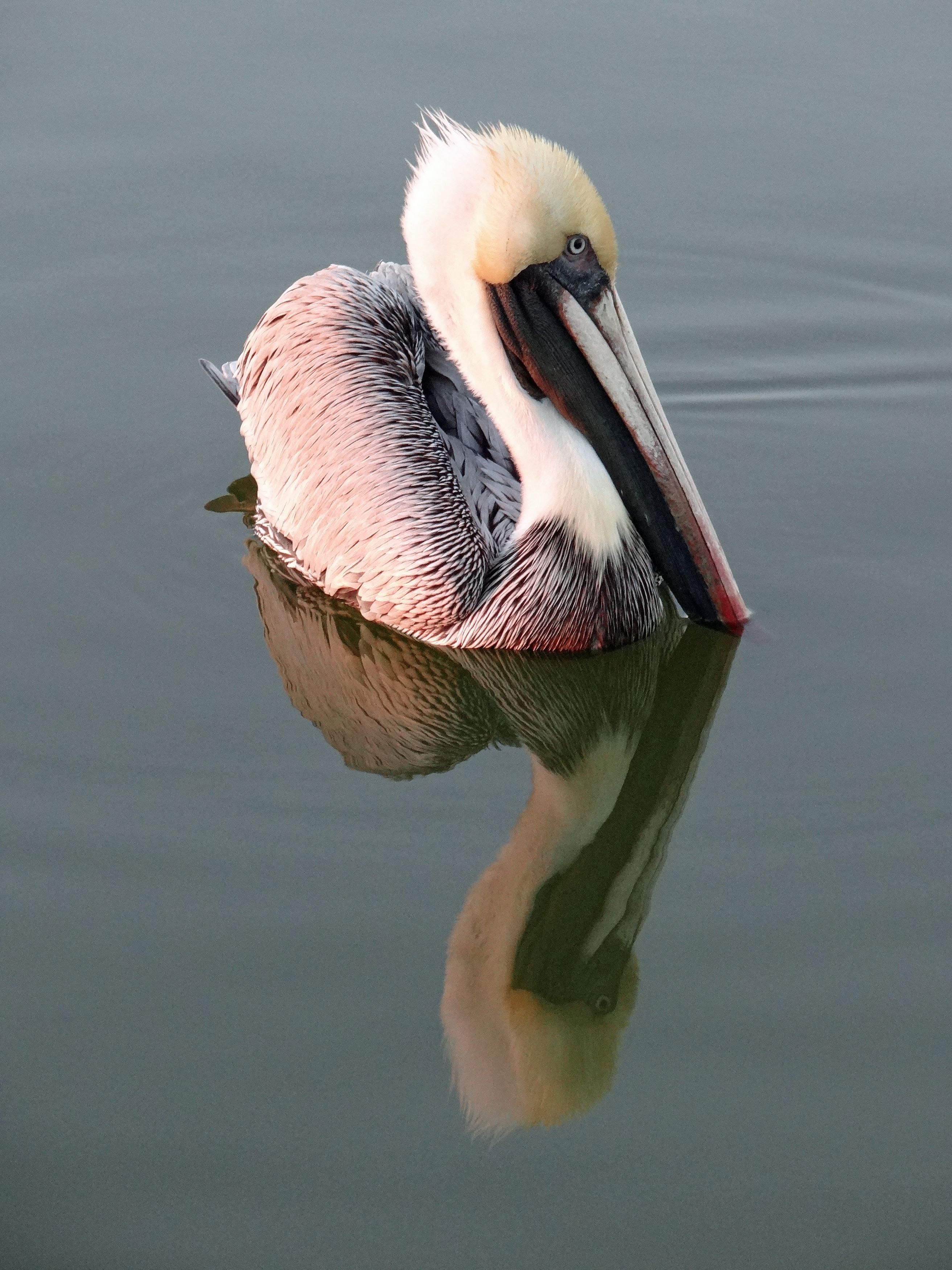 Close-Up Photo of Eastern Brown Pelican · Free Stock Photo
