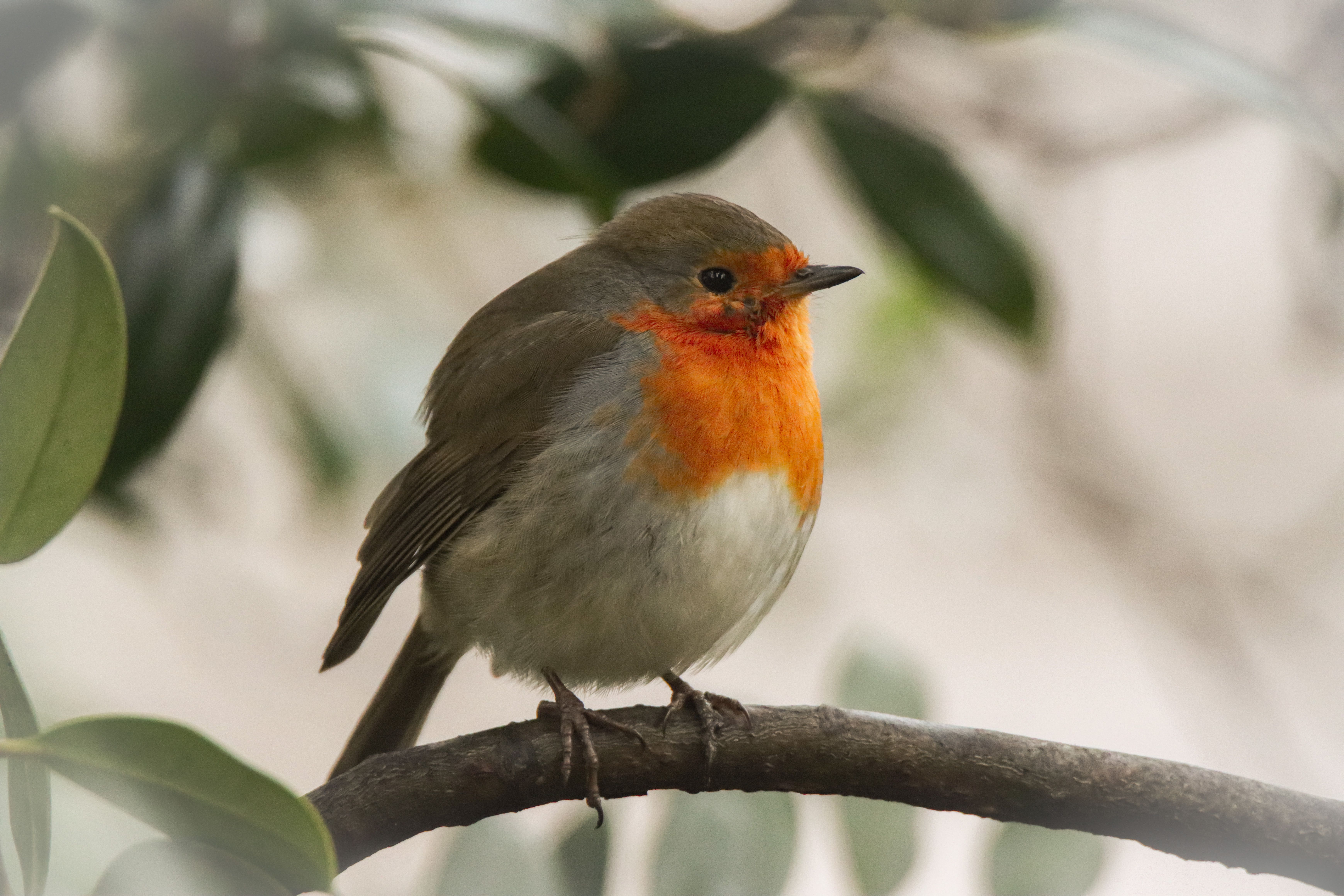 A European Robin Perched on a Branch · Free Stock Photo