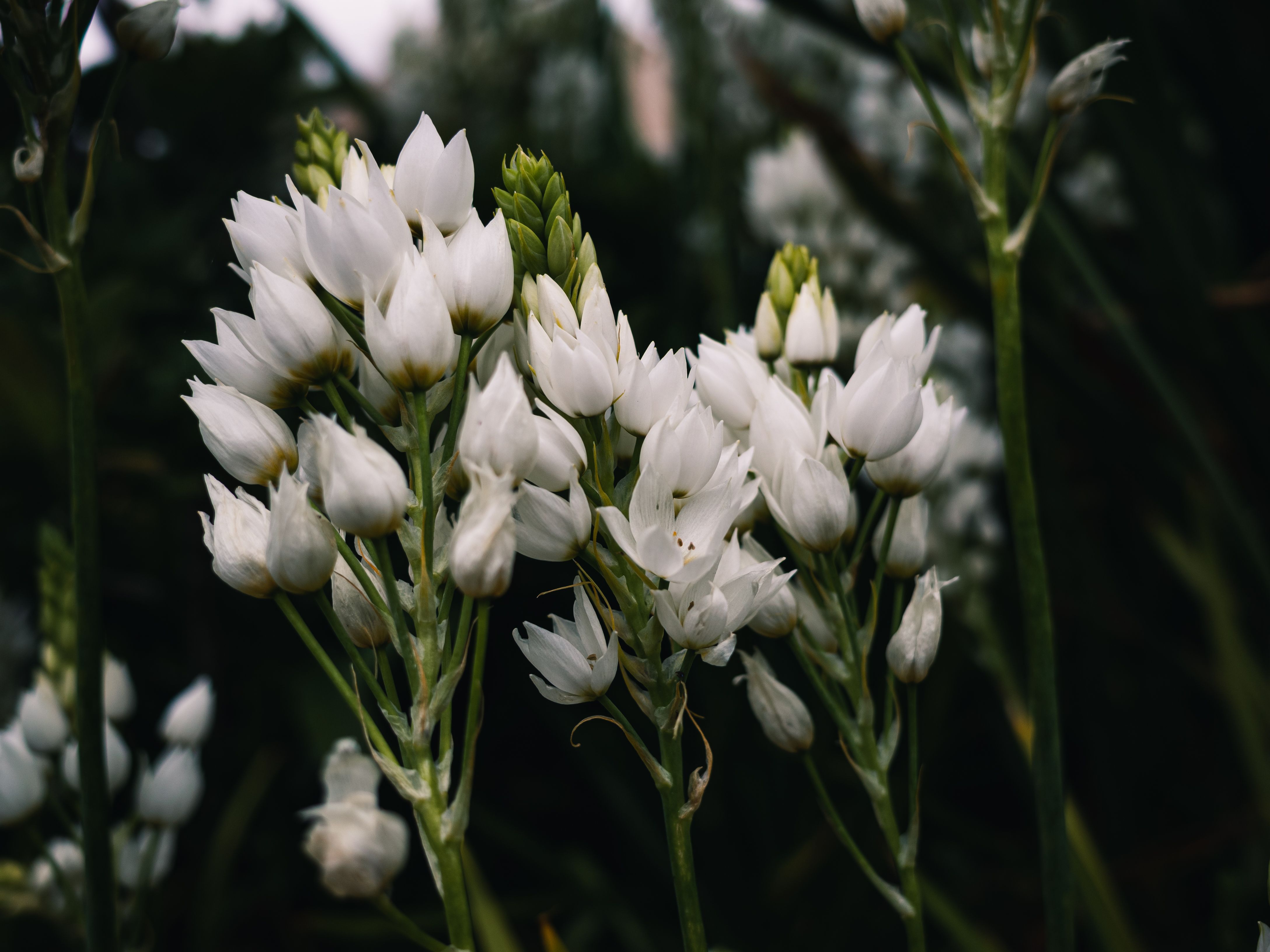 Flower Growing through Snow on Ground · Free Stock Photo