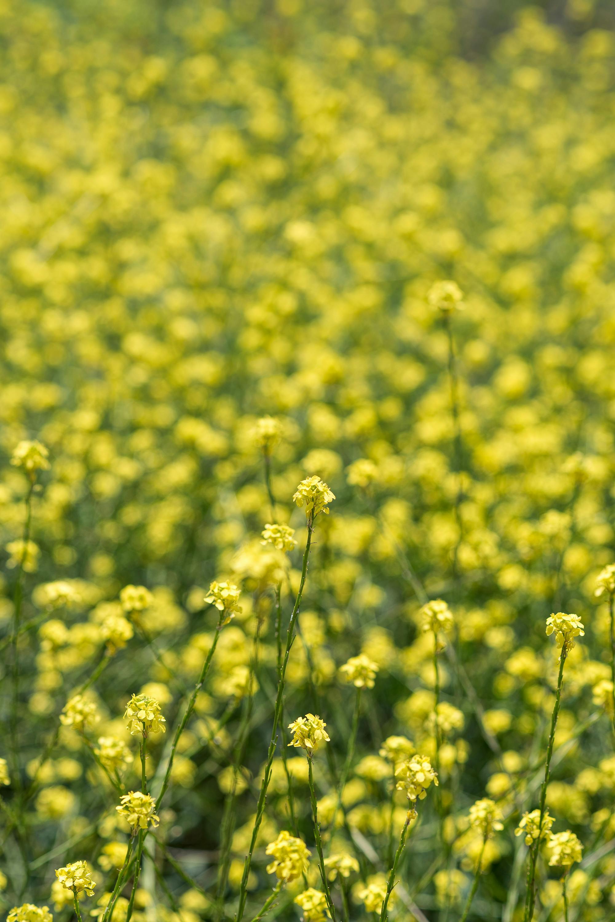 Vigorous Growth Photos, Download Free Vigorous Growth Stock Photos & HD ...