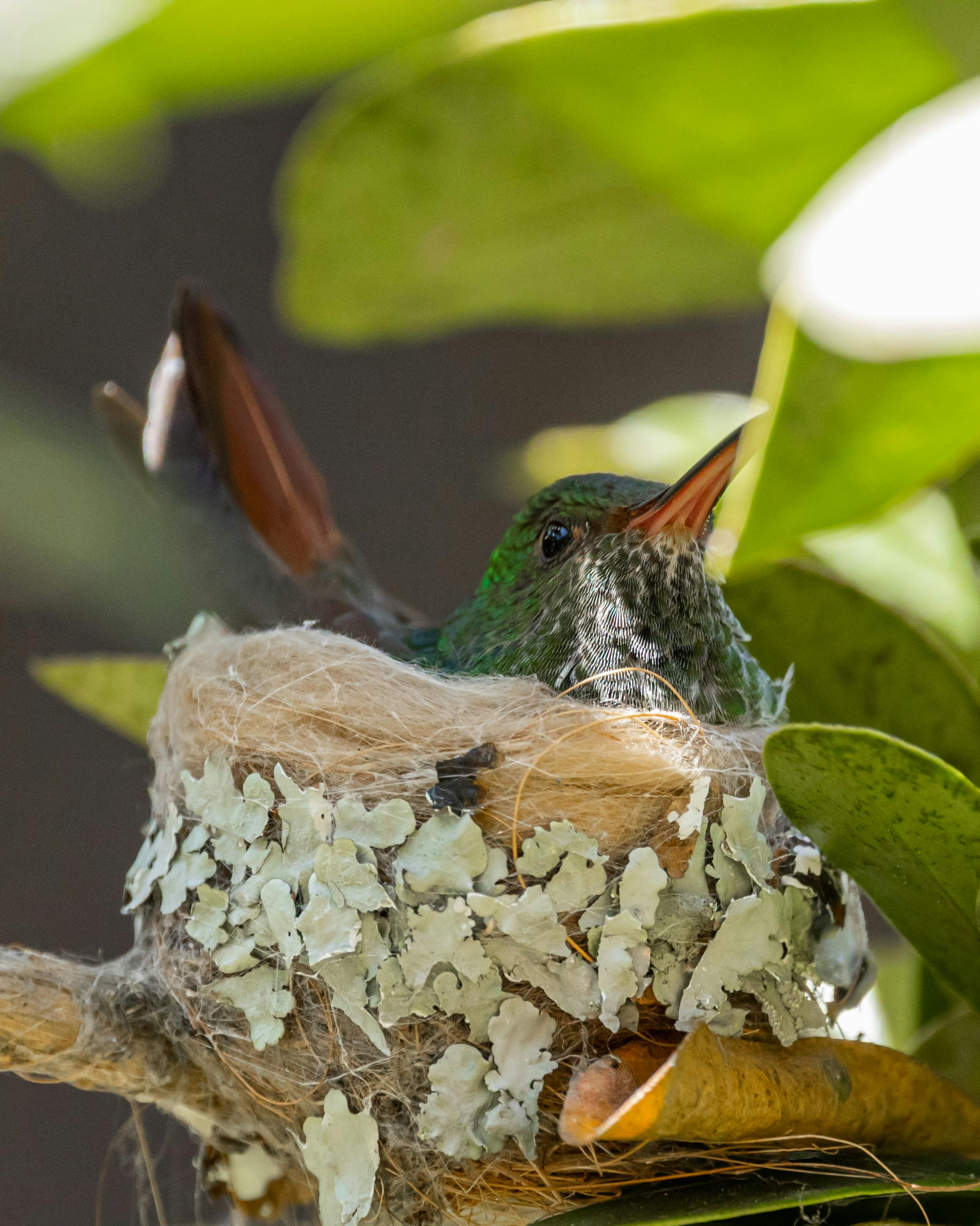 Portrait of a Bird Sitting Inside a Nest · Free Stock Photo