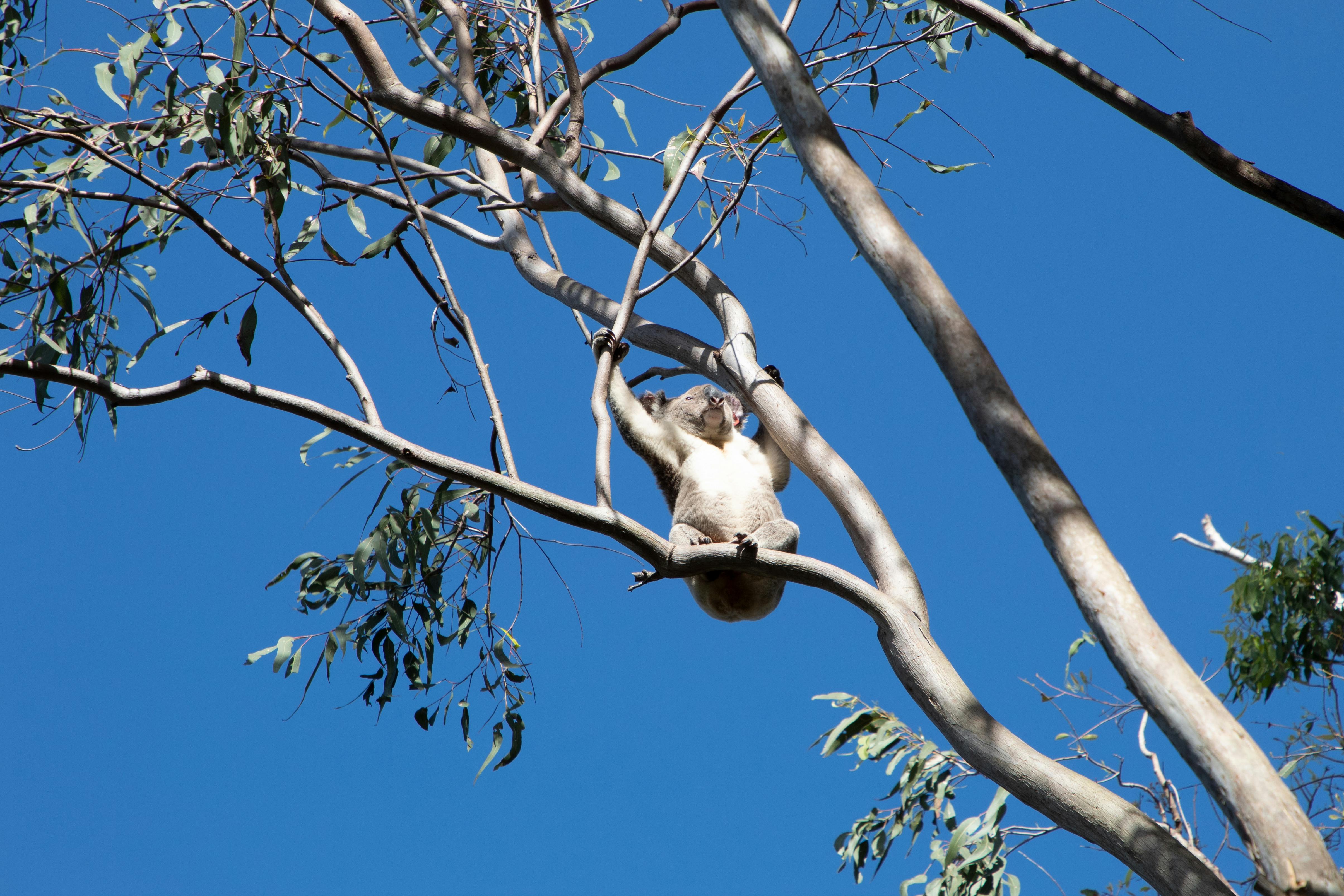 Koala Climb Photos, Download Free Koala Climb Stock Photos & HD Images