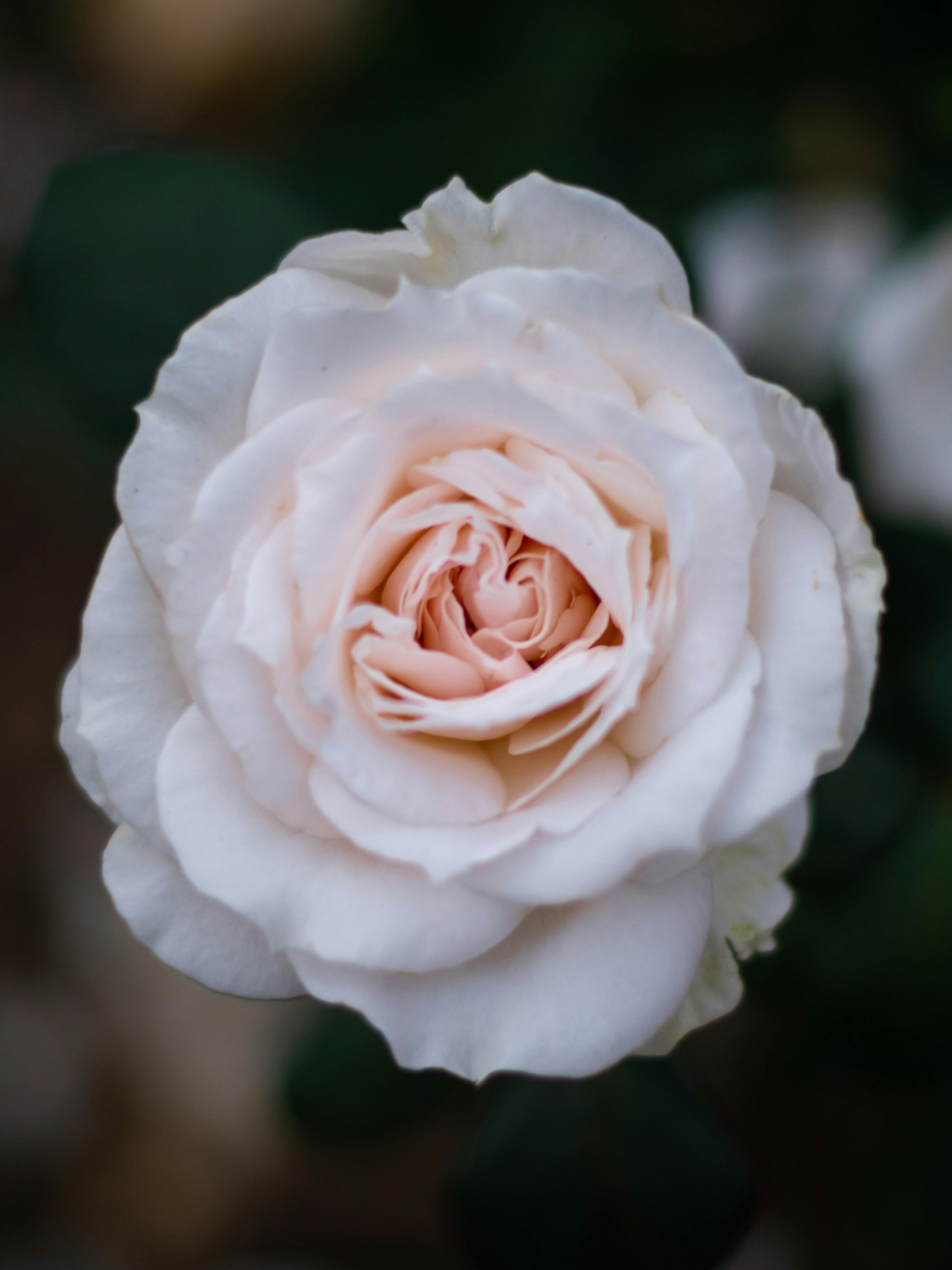 White Rose in Bloom · Free Stock Photo