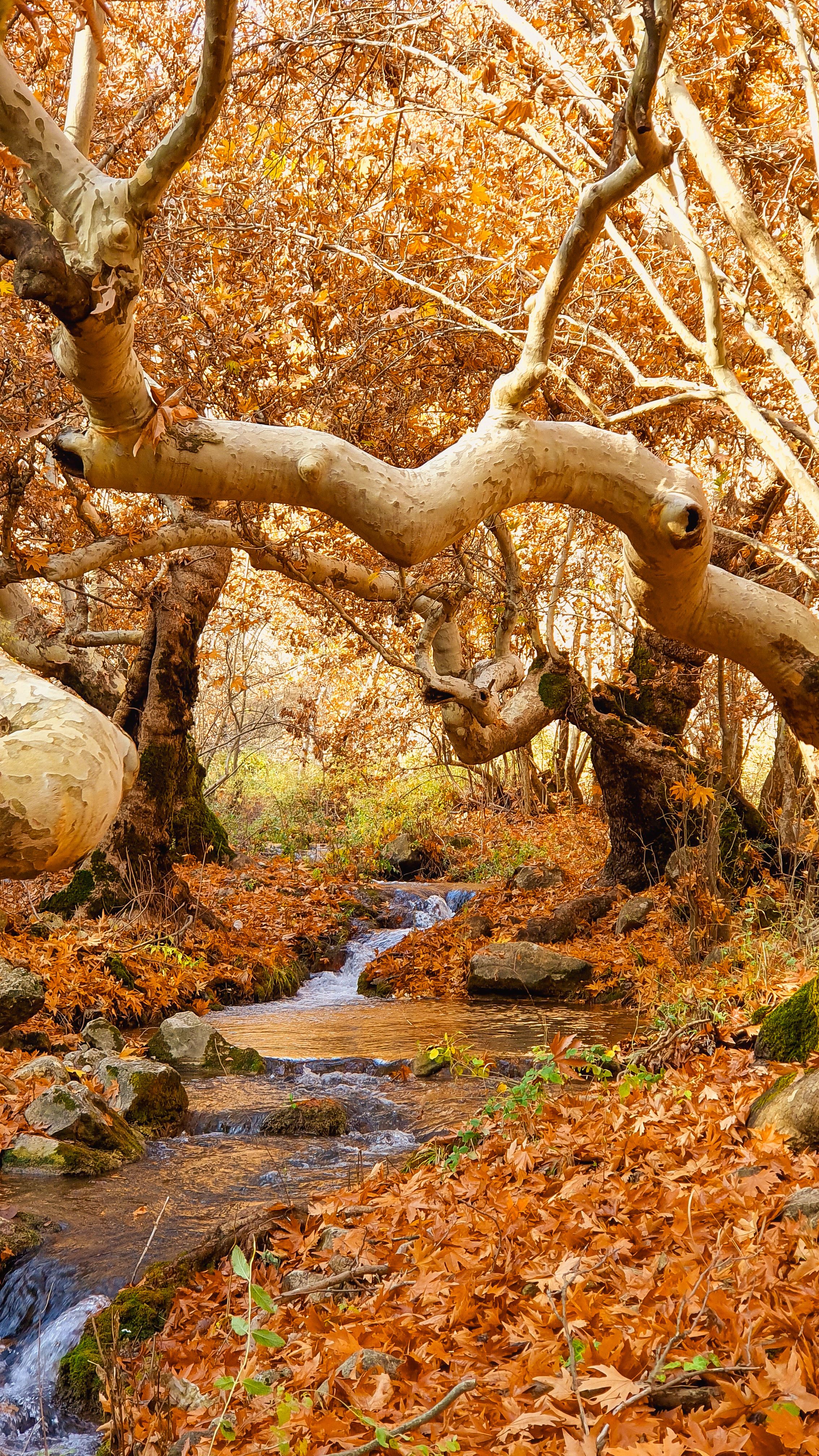 A River in the Forest · Free Stock Photo