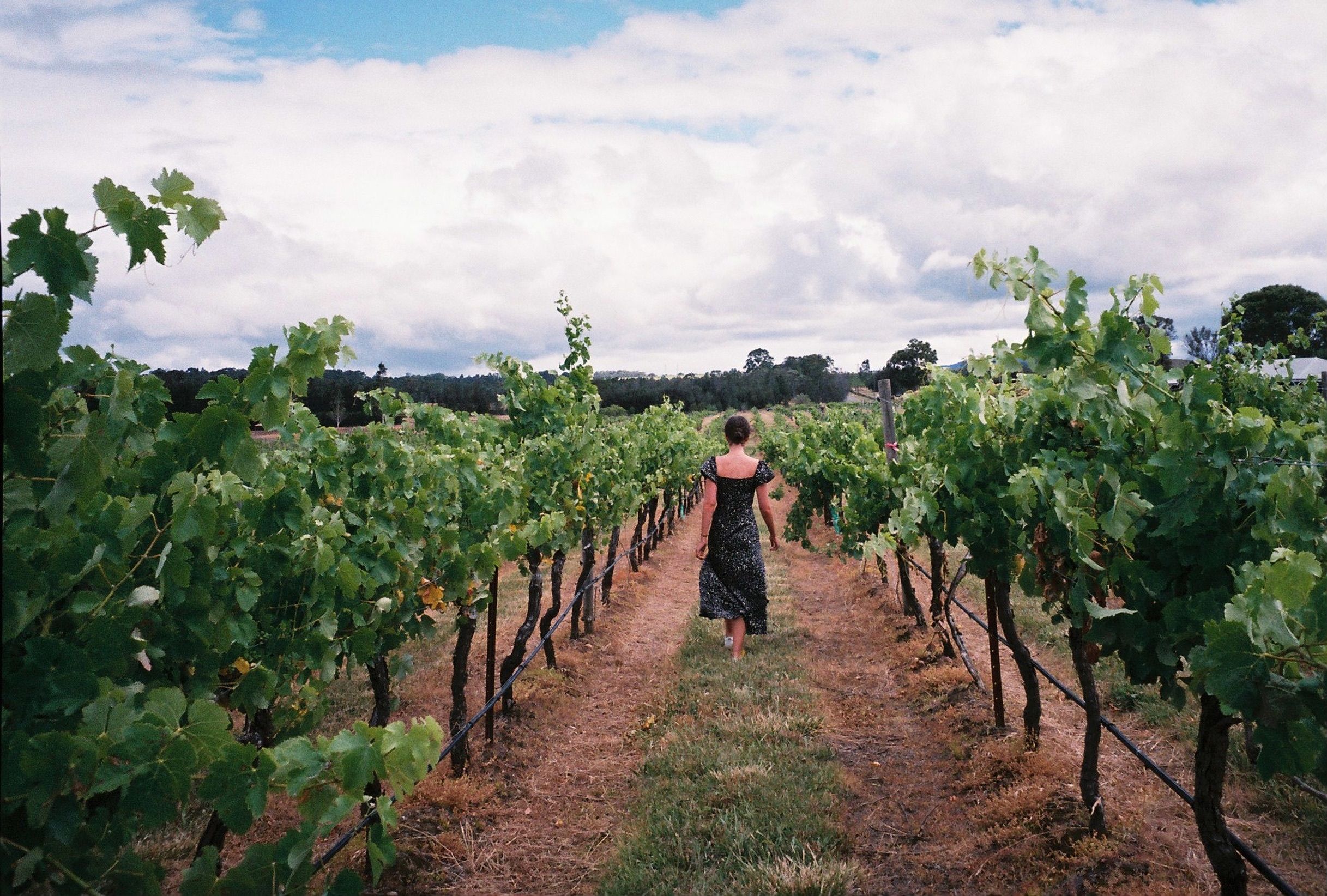 Woman at a Vineyard · Free Stock Photo