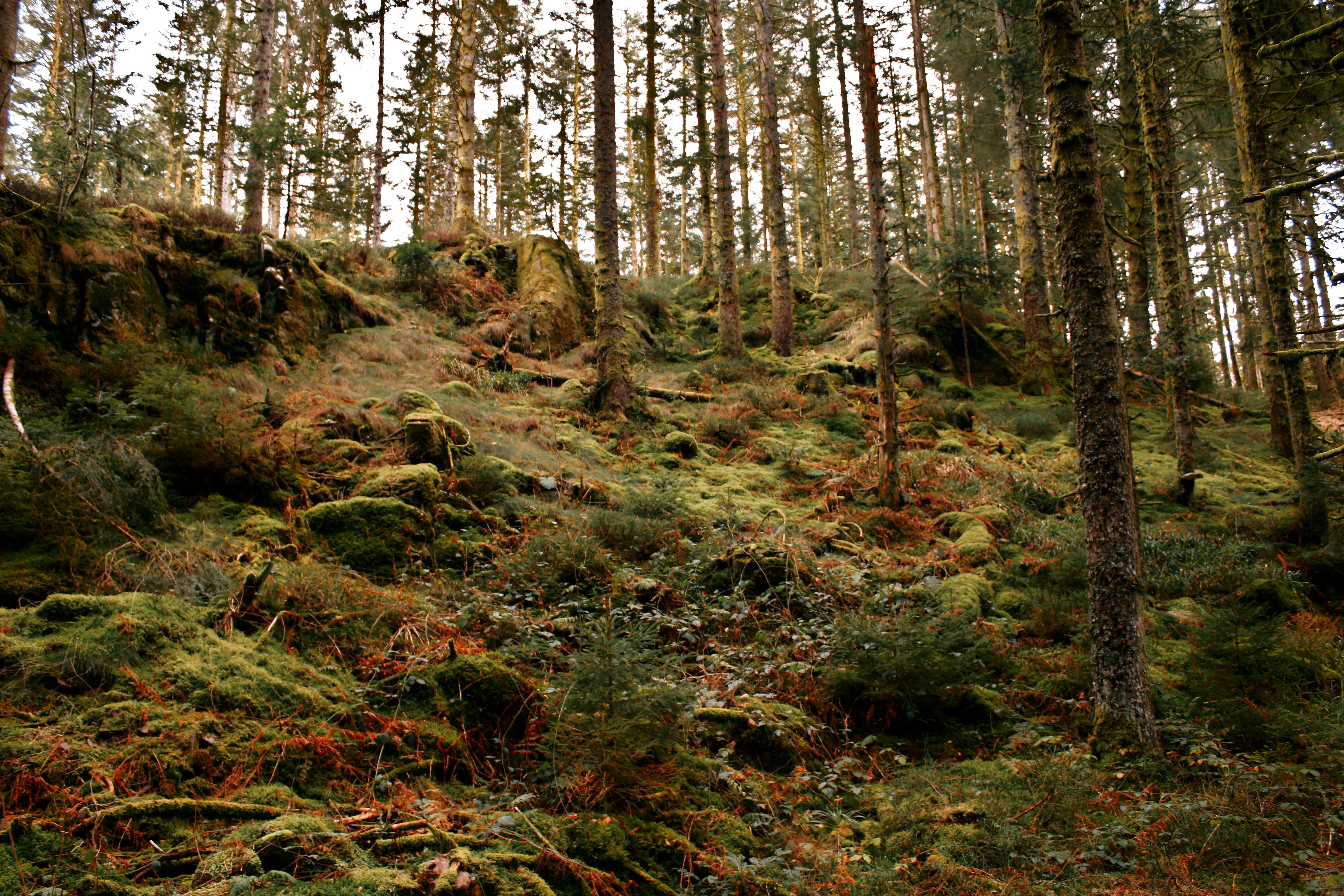 Trees on a Hill in a Forest · Free Stock Photo