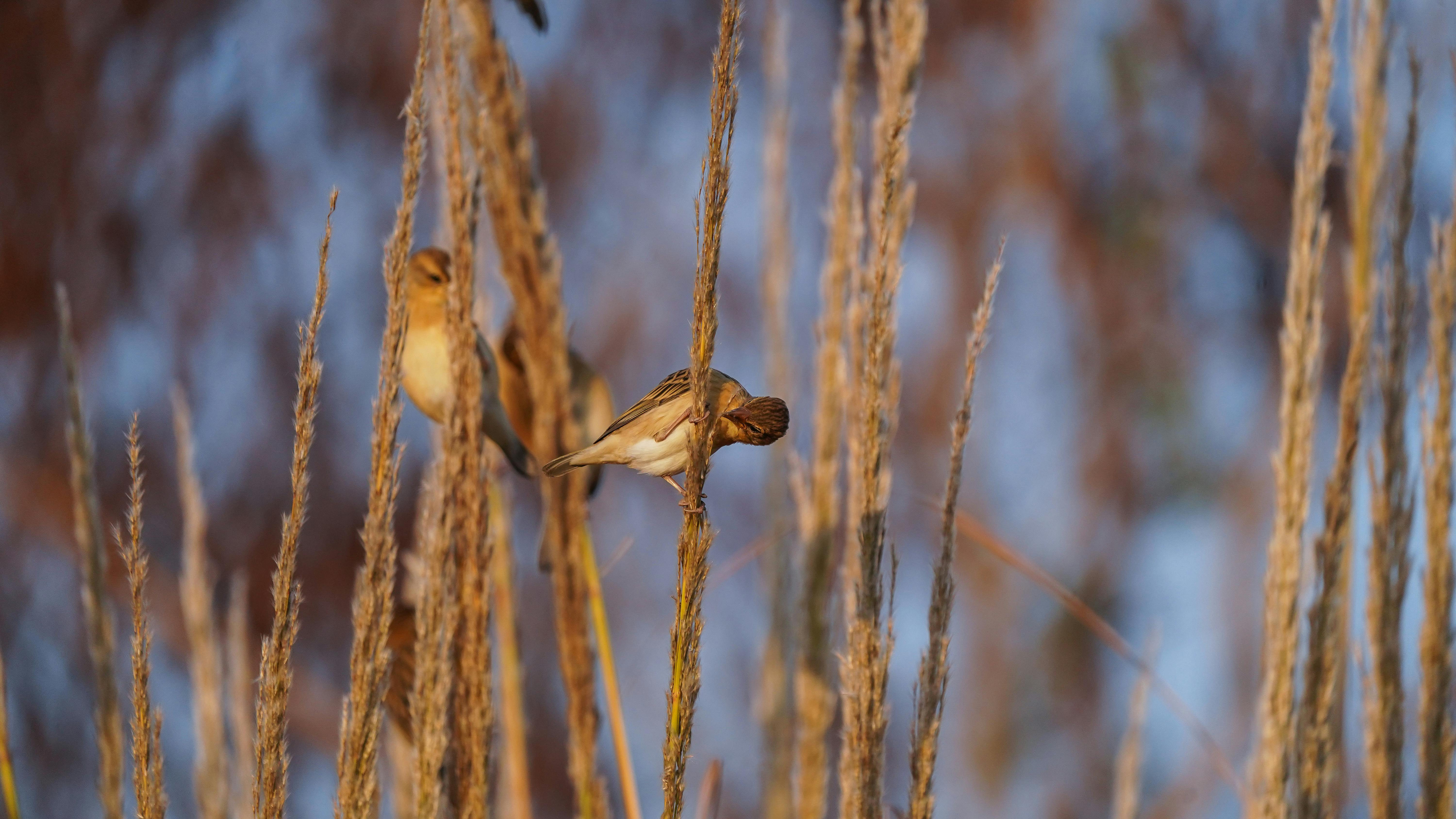 Japanese Reed Bunting Photos, Download The BEST Free Japanese Reed ...