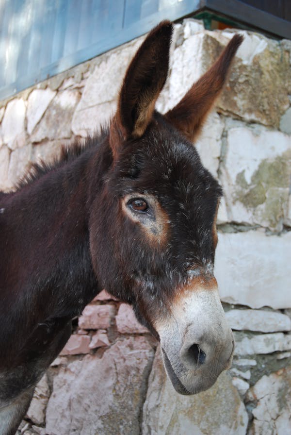 Shrek Photos, Download The BEST Free Shrek Stock Photos & HD Images