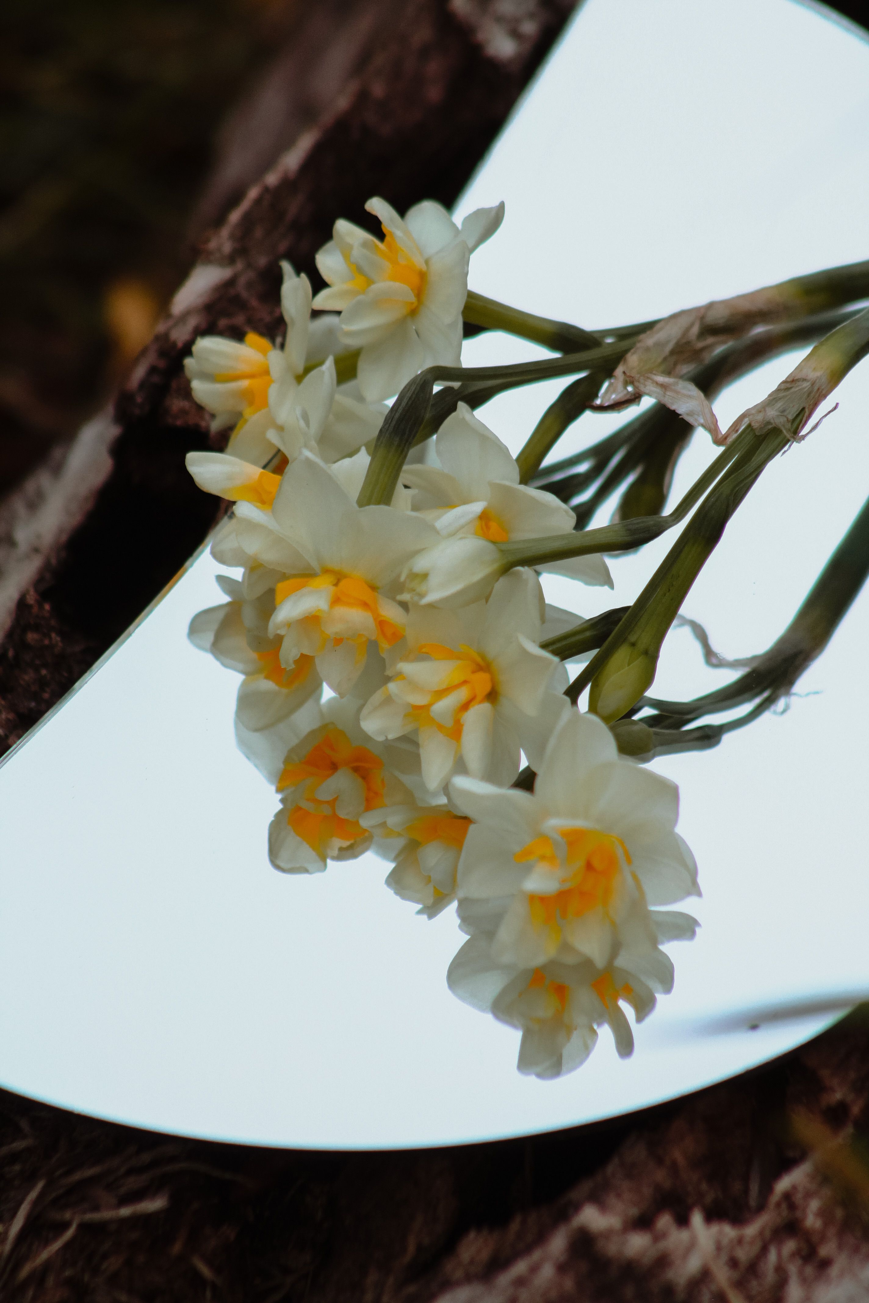 Close up of a Jasmine · Free Stock Photo
