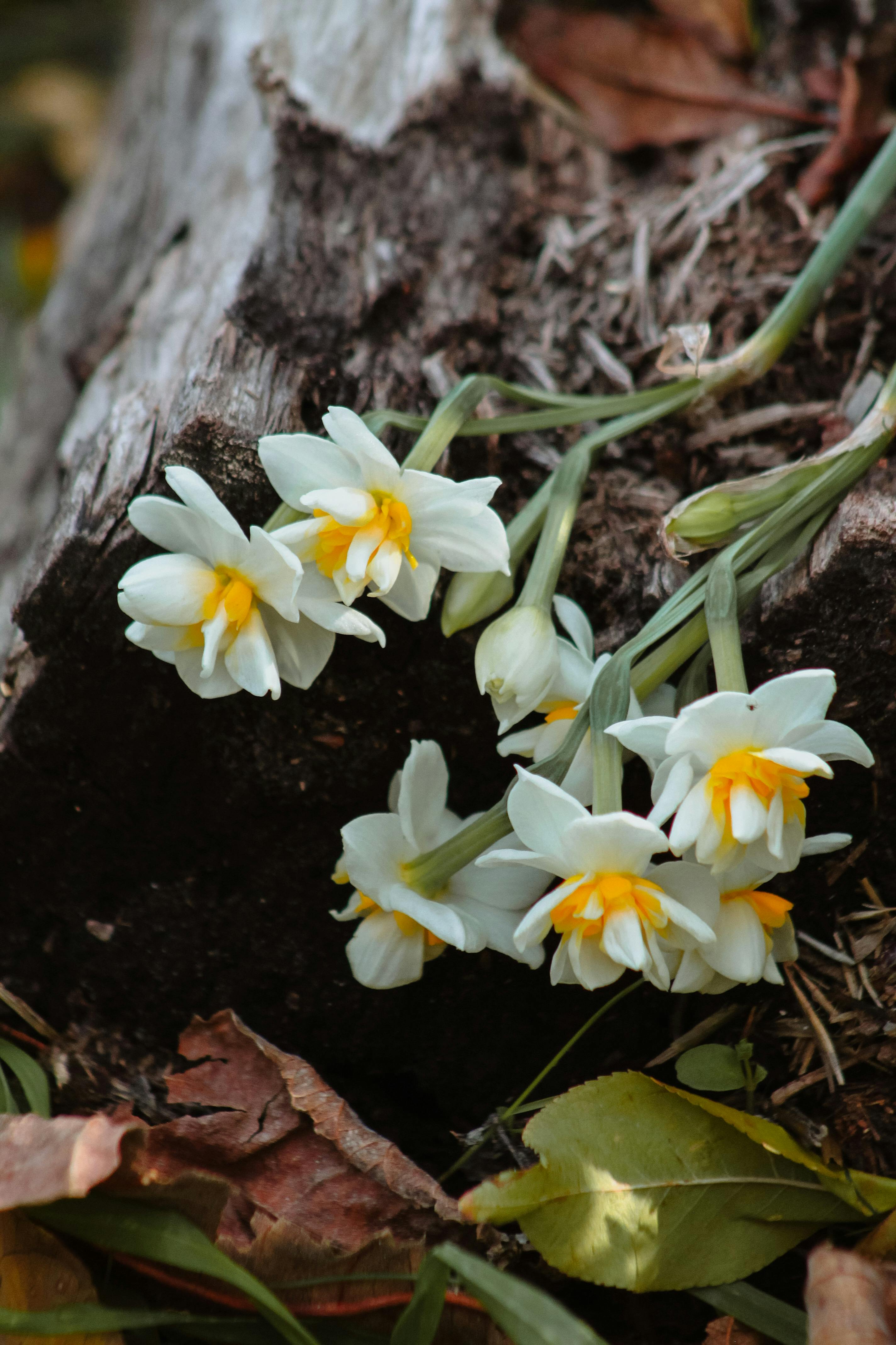 Blossoming Joss Flower · Free Stock Photo