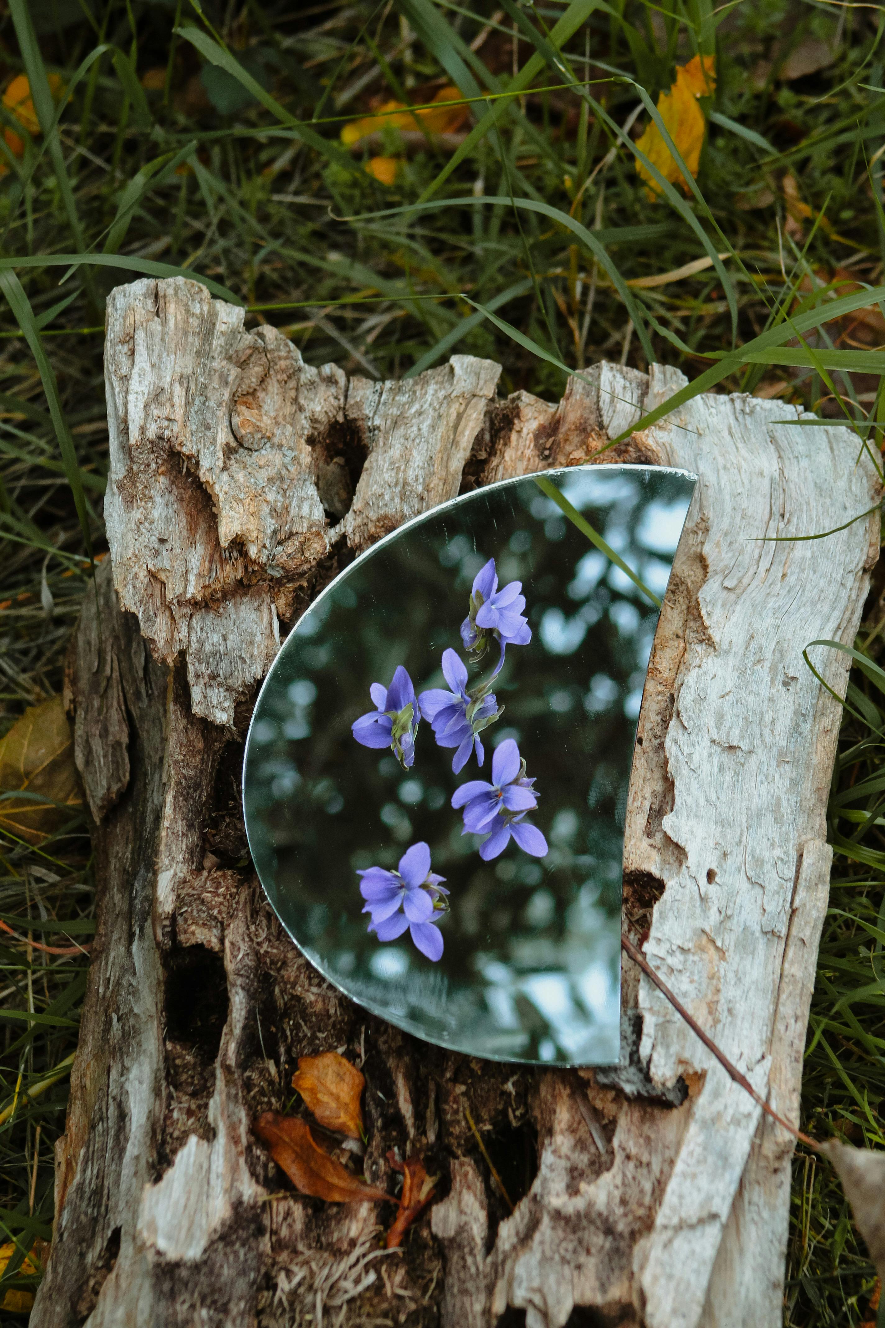 Photo of Violet Flowers on a Mirror · Free Stock Photo