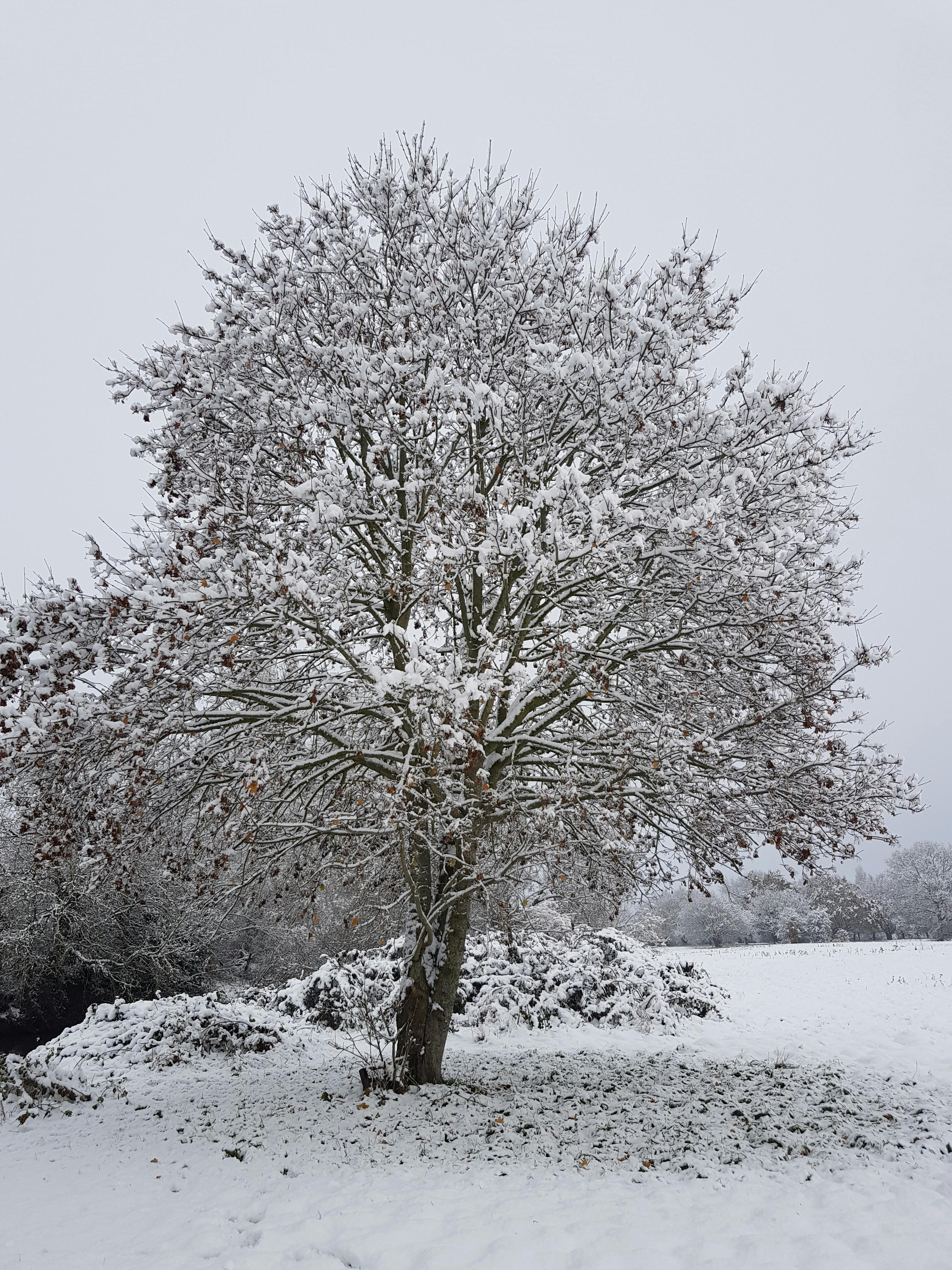 Tree in Snow in Winter Nature · Free Stock Photo