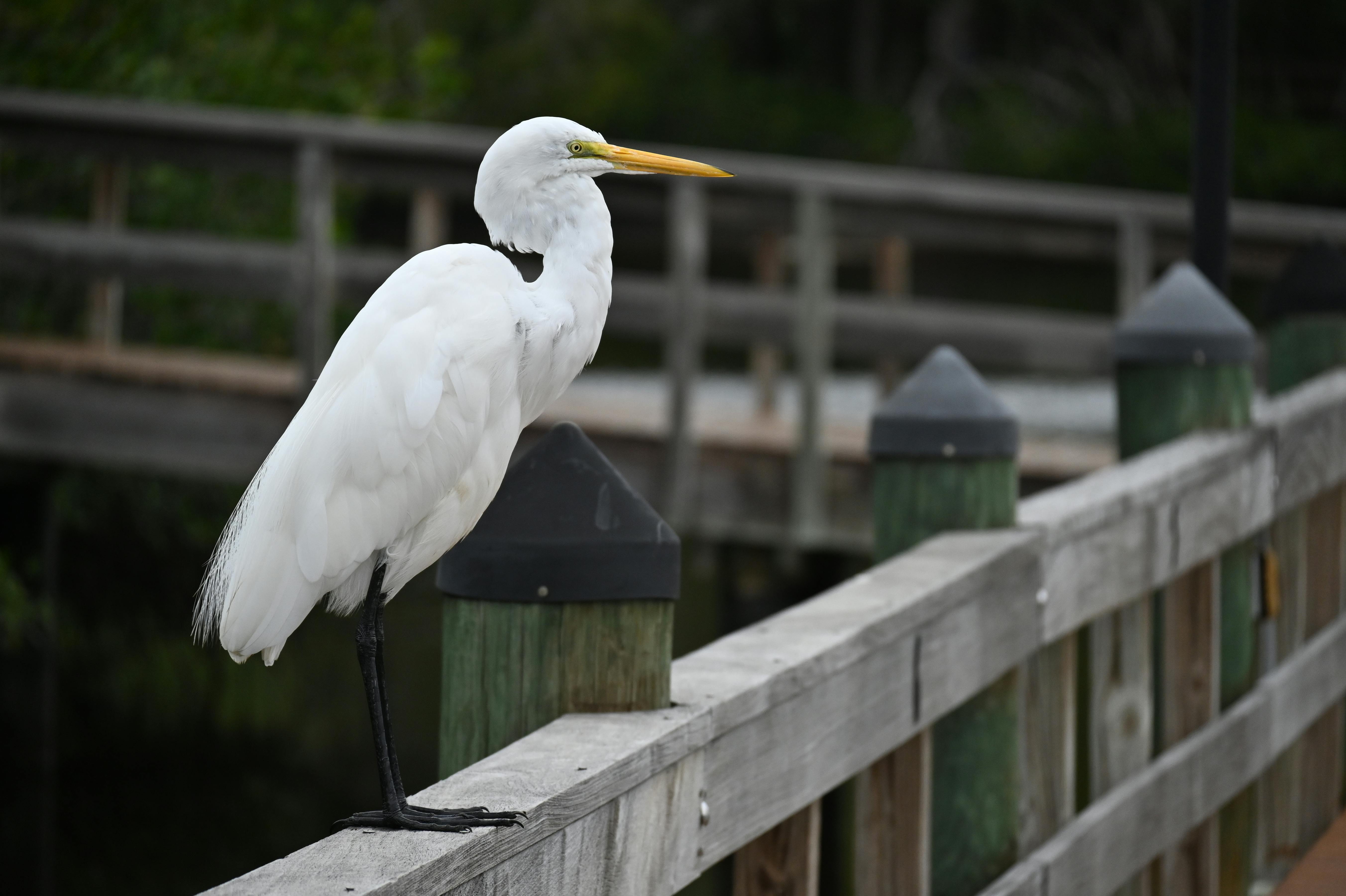 White Bird at the Beach · Free Stock Photo