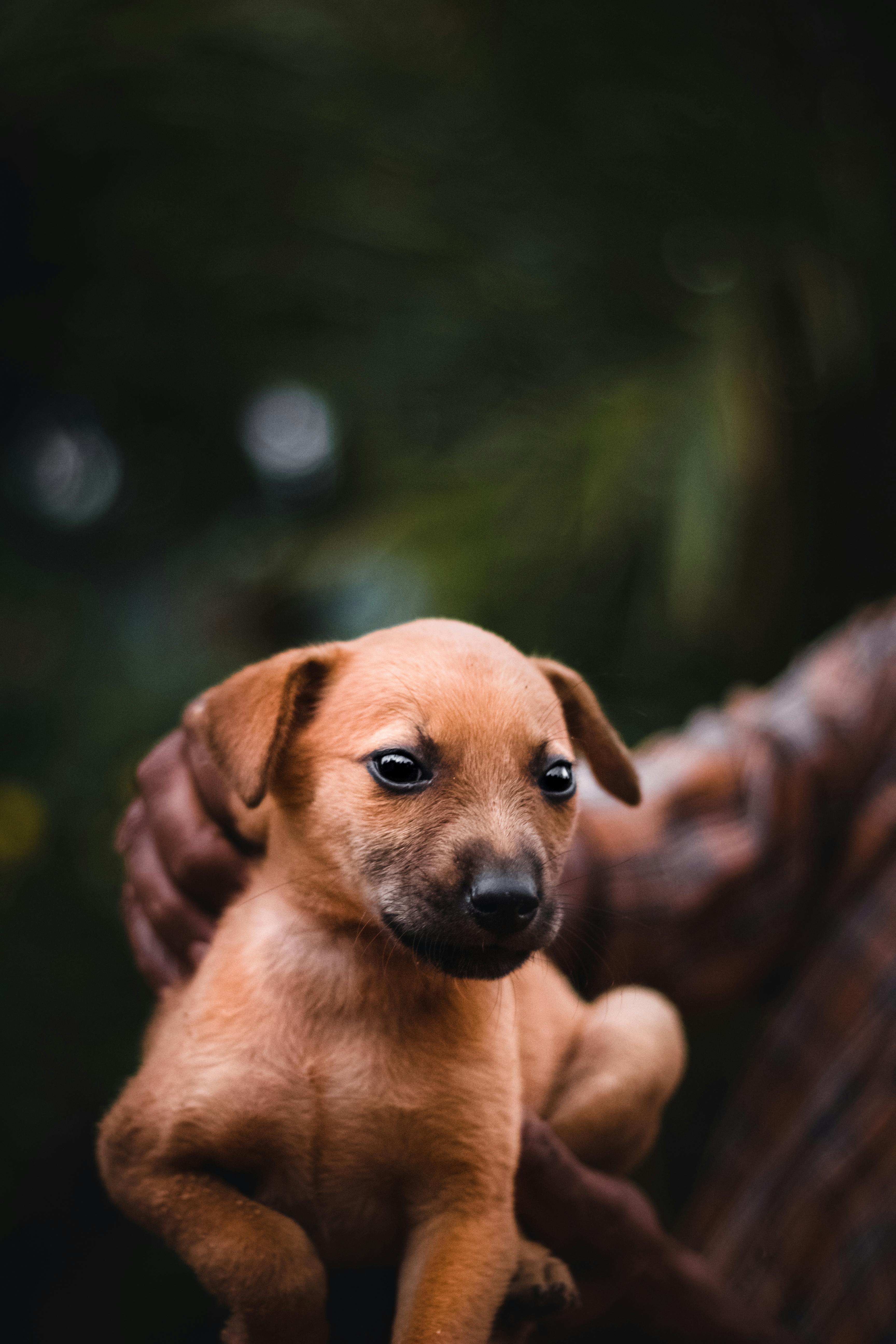 A Cute Brown Puppy · Free Stock Photo