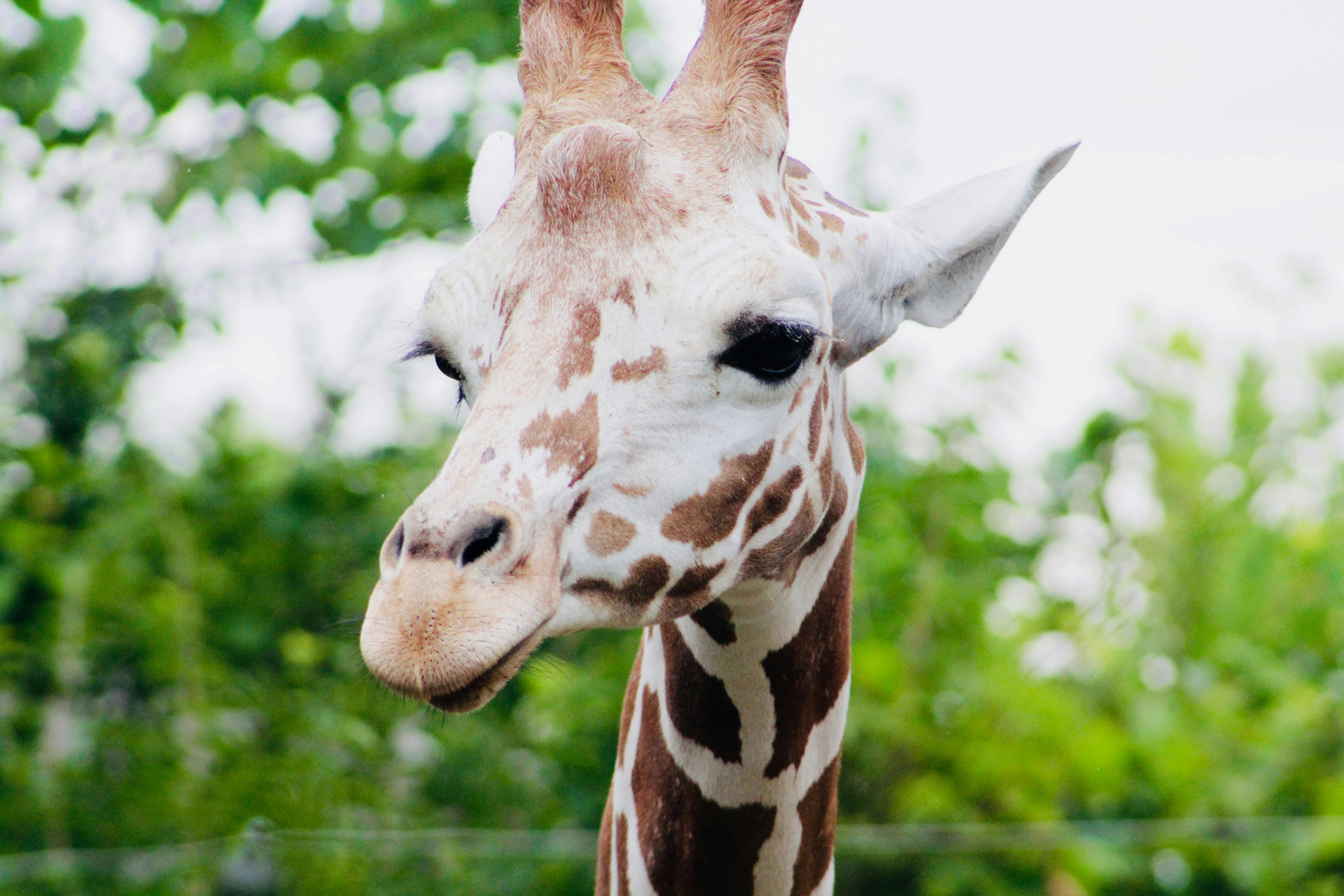 Giraffe · Free Stock Photo