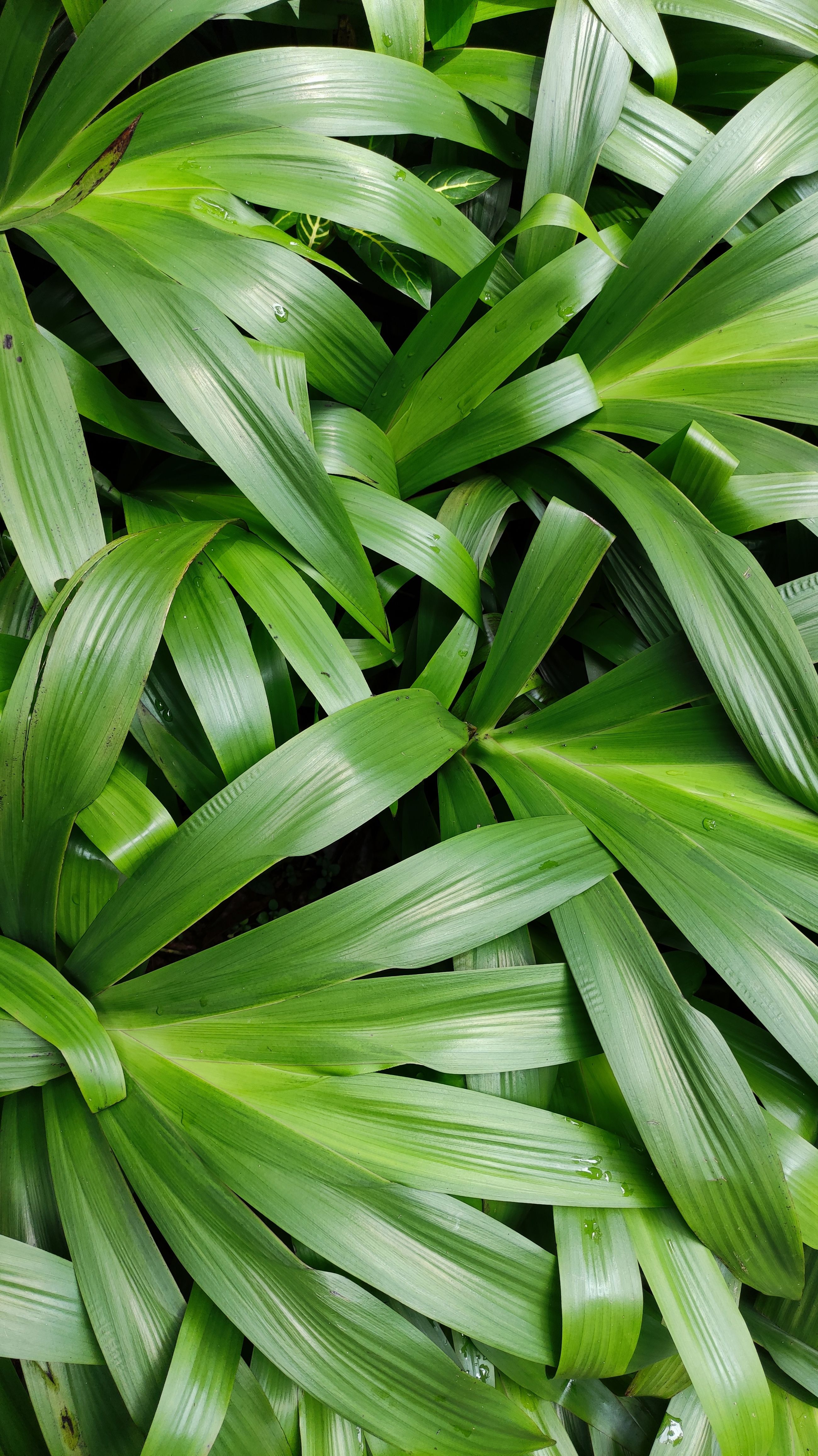 Pandan Photos, Download The BEST Free Pandan Stock Photos & HD Images