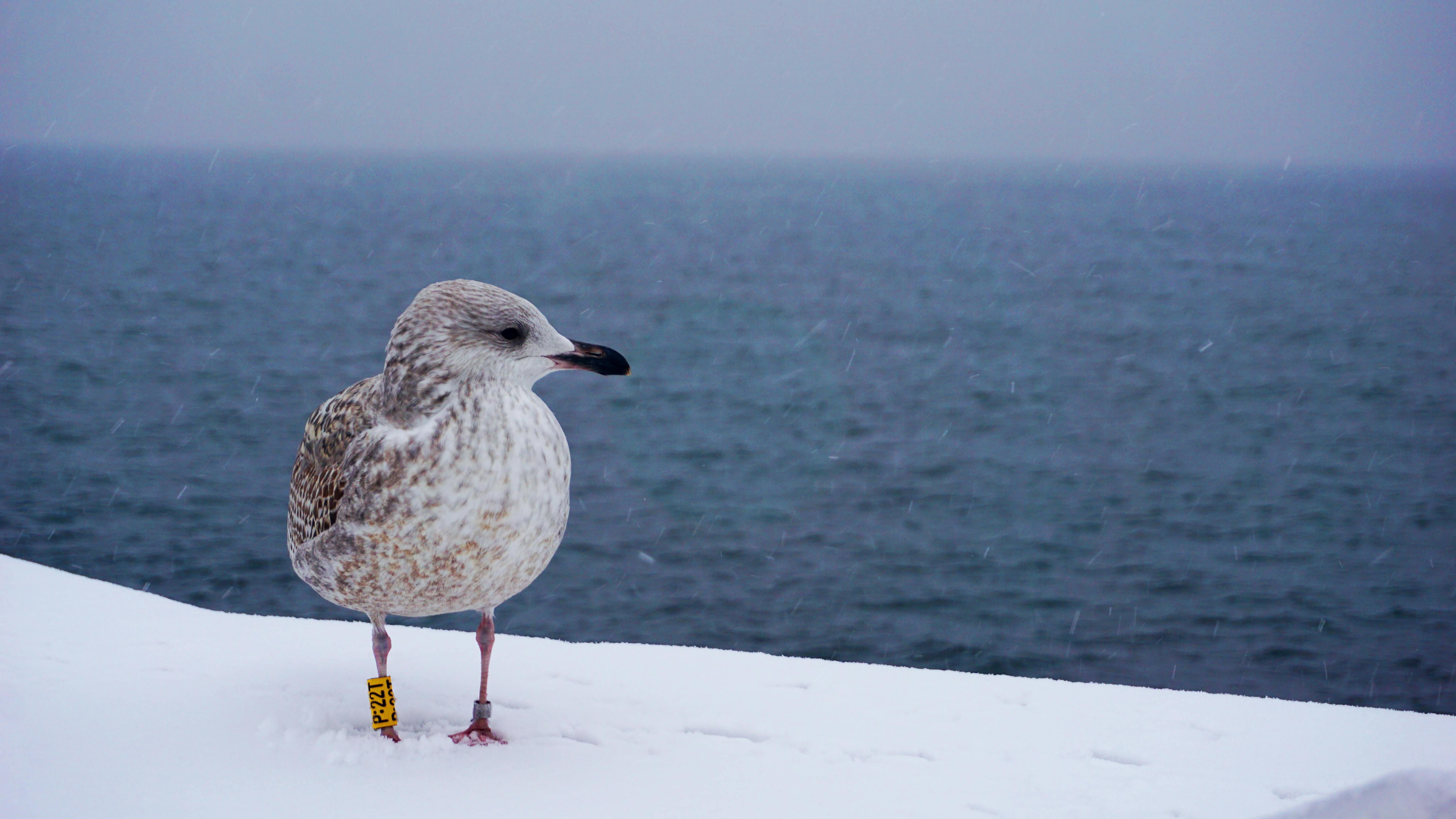 Close-Up of a Gull on the Snow · Free Stock Photo