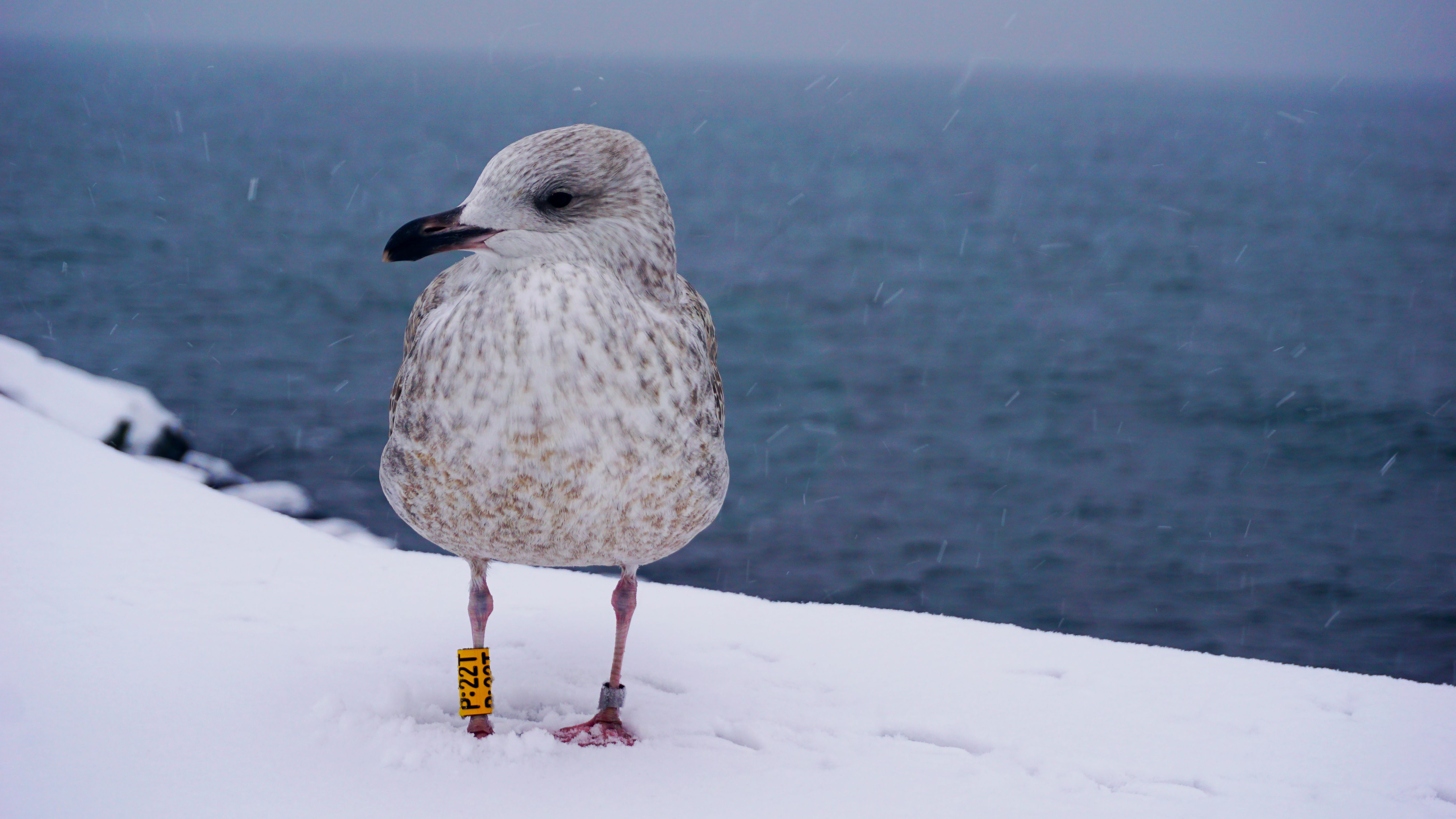 White and Brown Seagull in Close Up Shot · Free Stock Photo
