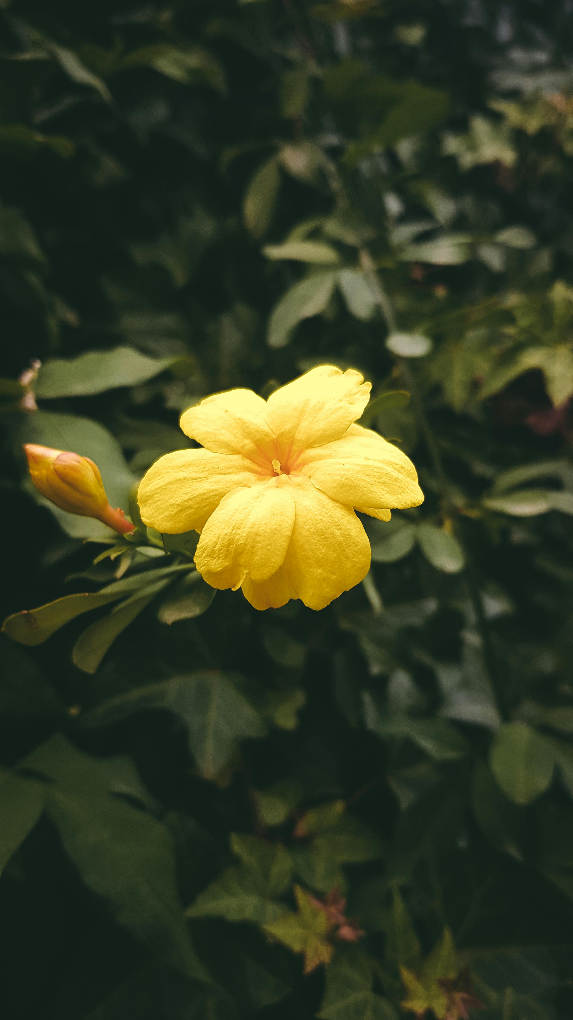 A Yellow Flower in Bloom · Free Stock Photo