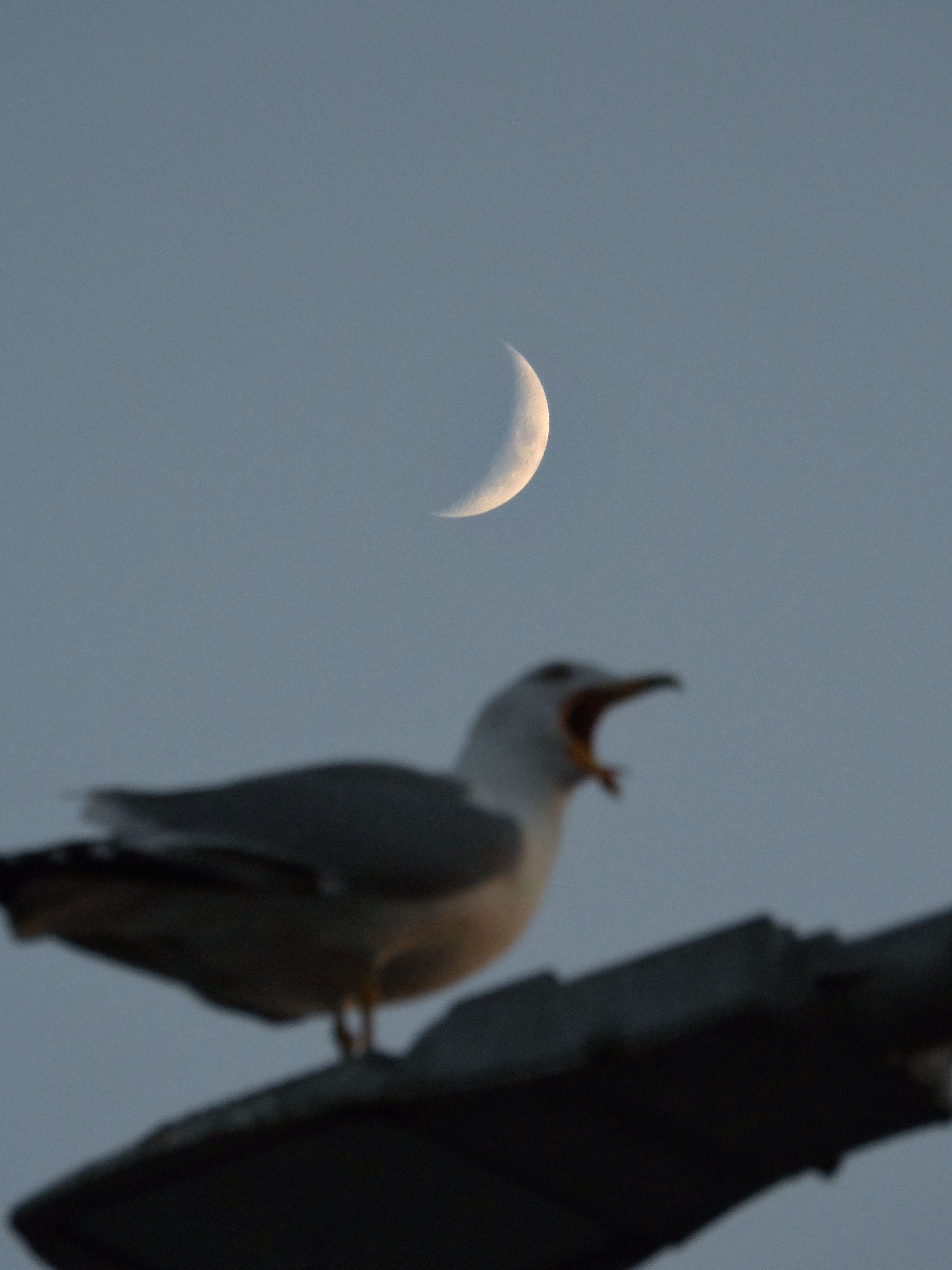 Selective View of a Bird and Crescent Moon · Free Stock Photo