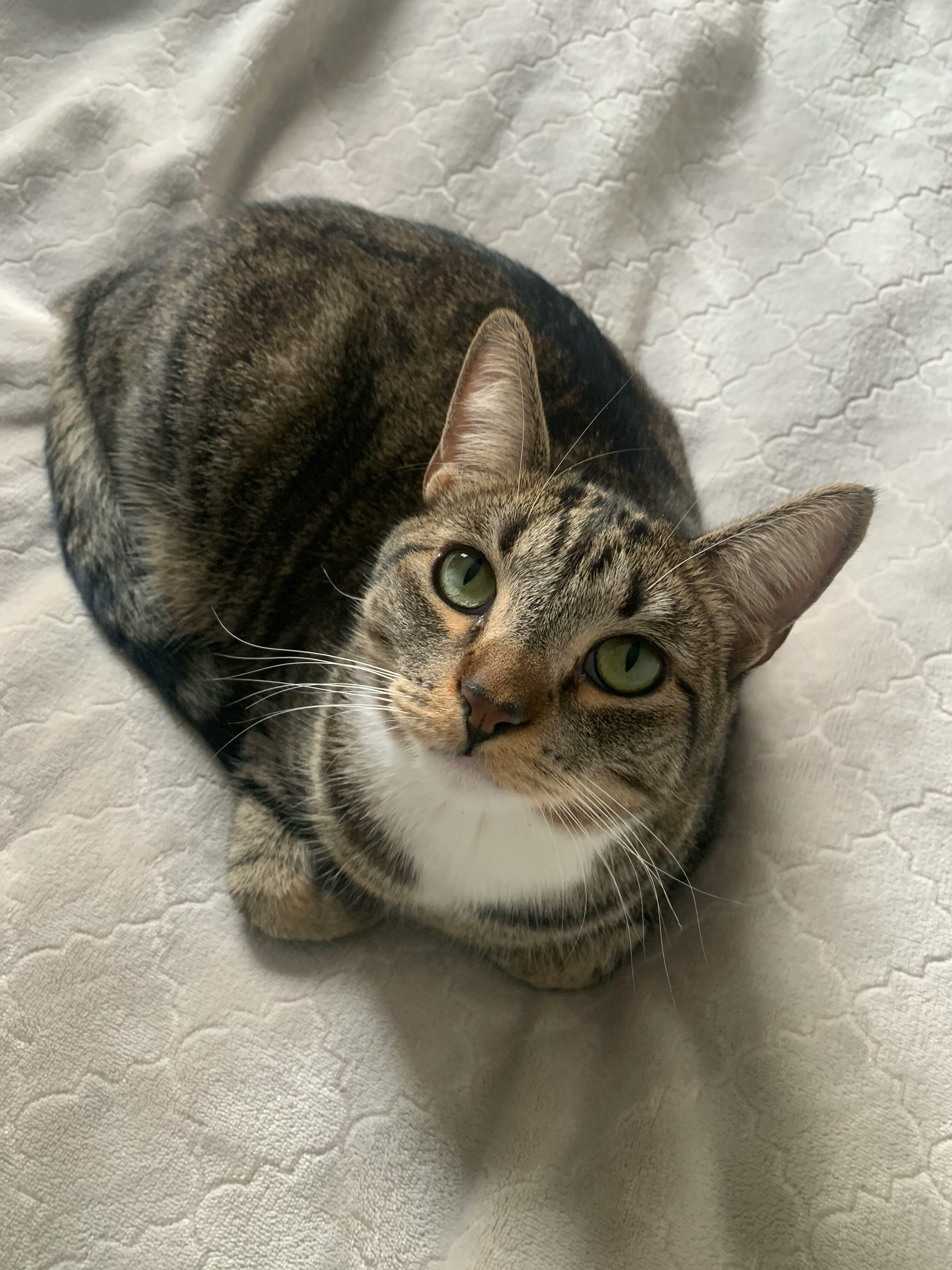 Photo Of A Cat · Free Stock Photo