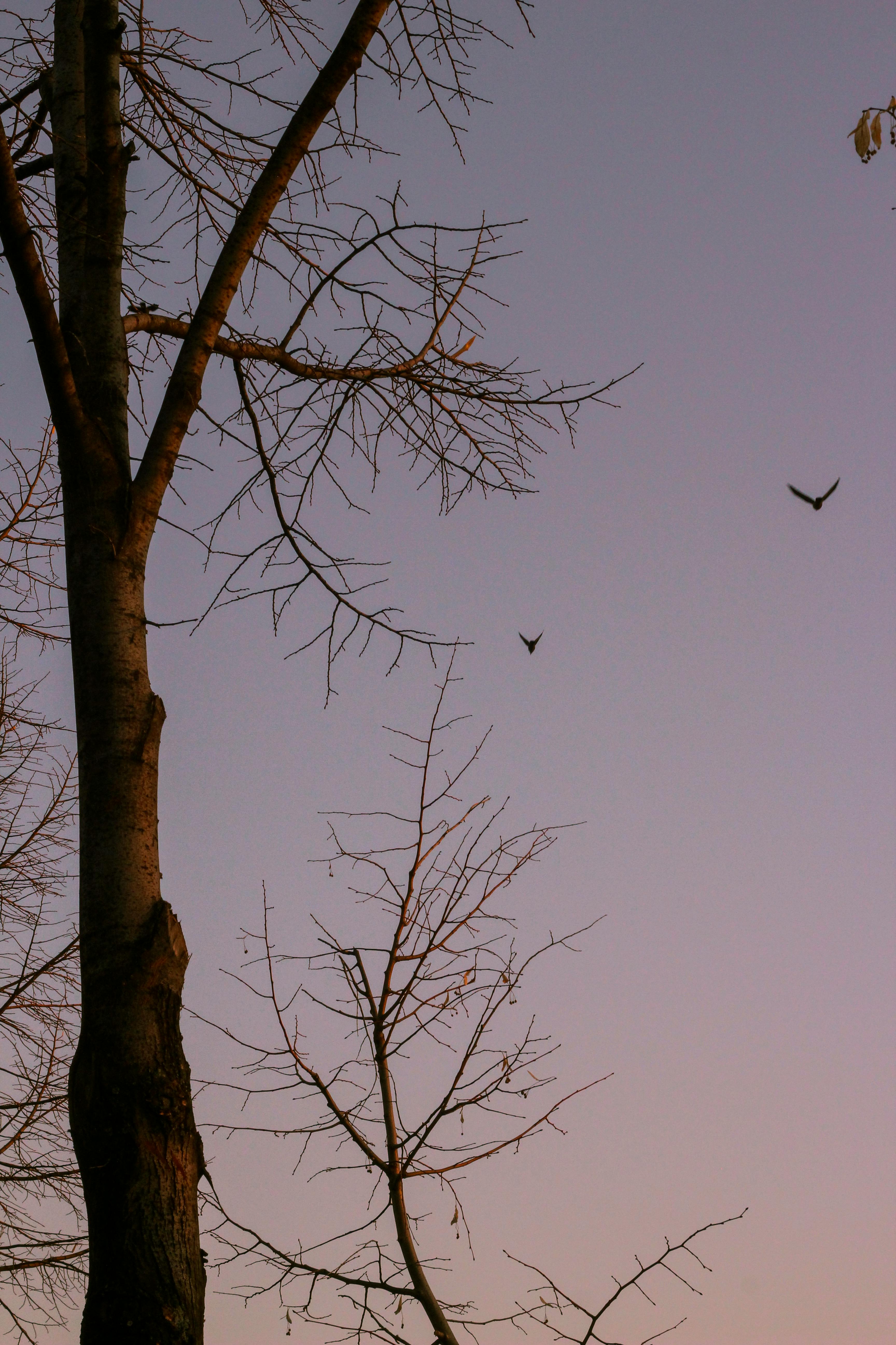 Birds Flying over Trees · Free Stock Photo