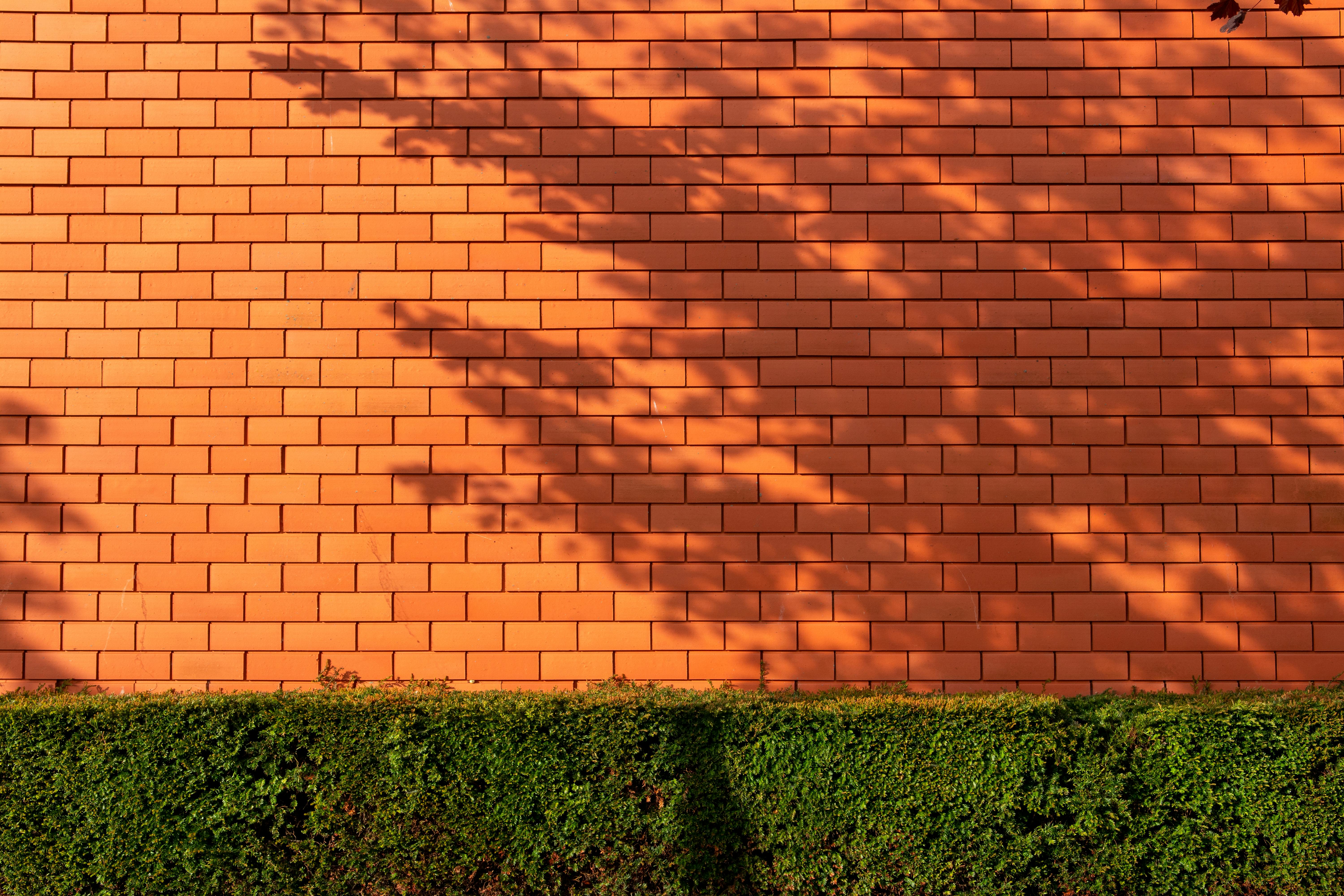 Tree Shadow on Brick Wall · Free Stock Photo
