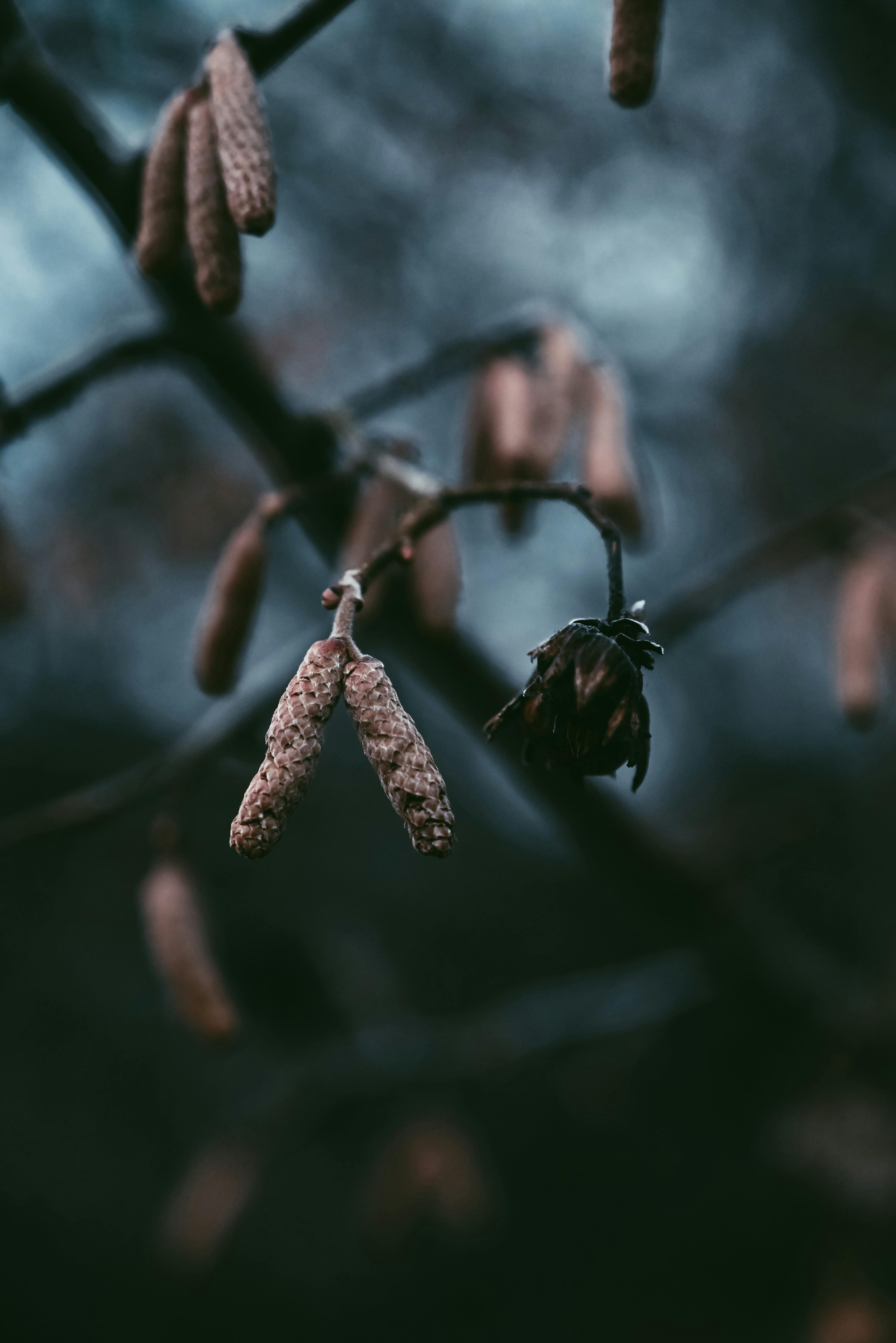 Dark Photo of a Tree with Husks · Free Stock Photo