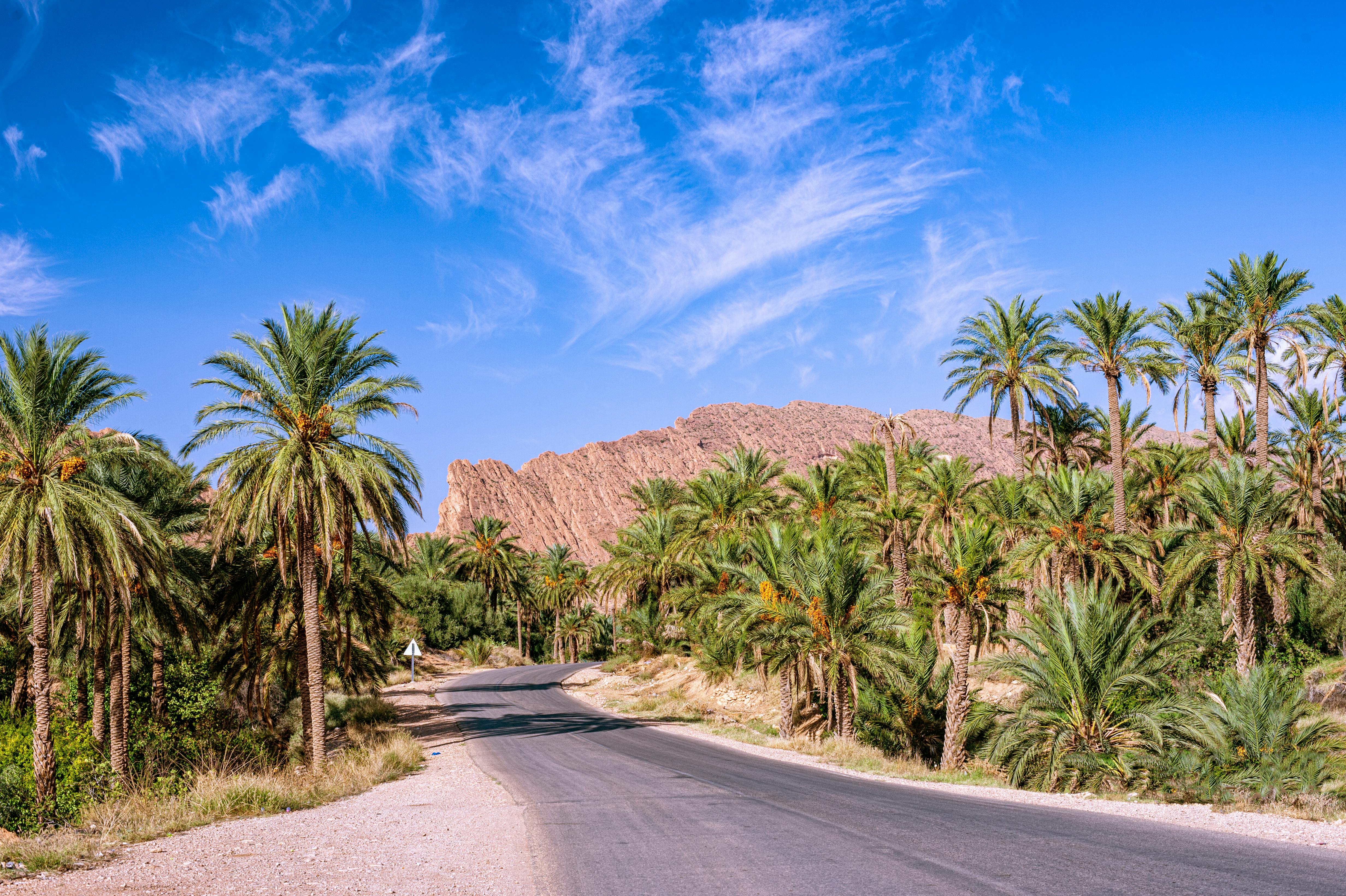 Palm trees in Biskra Algeria · Free Stock Photo
